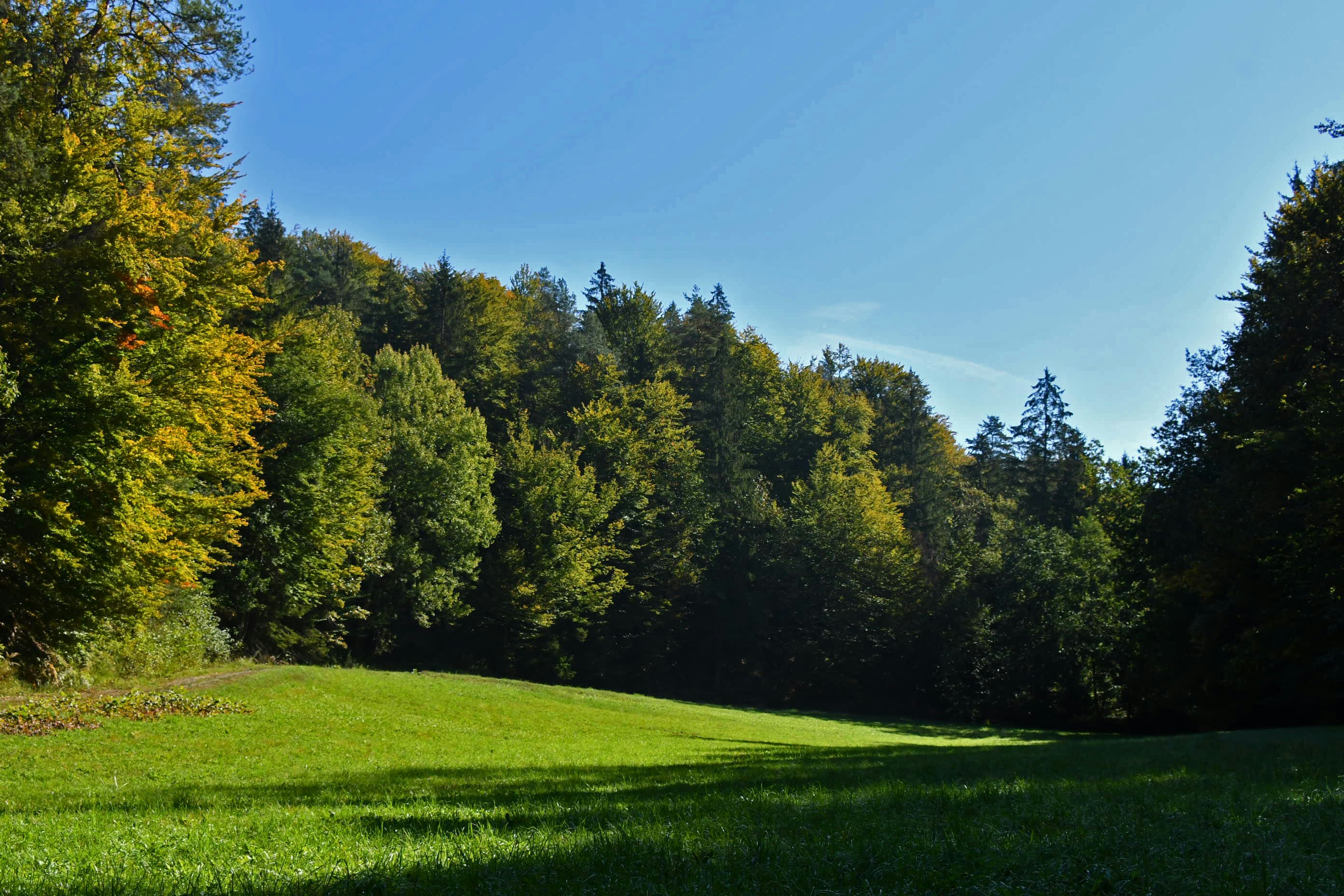 Sunlit Clearing at the Forest Edge