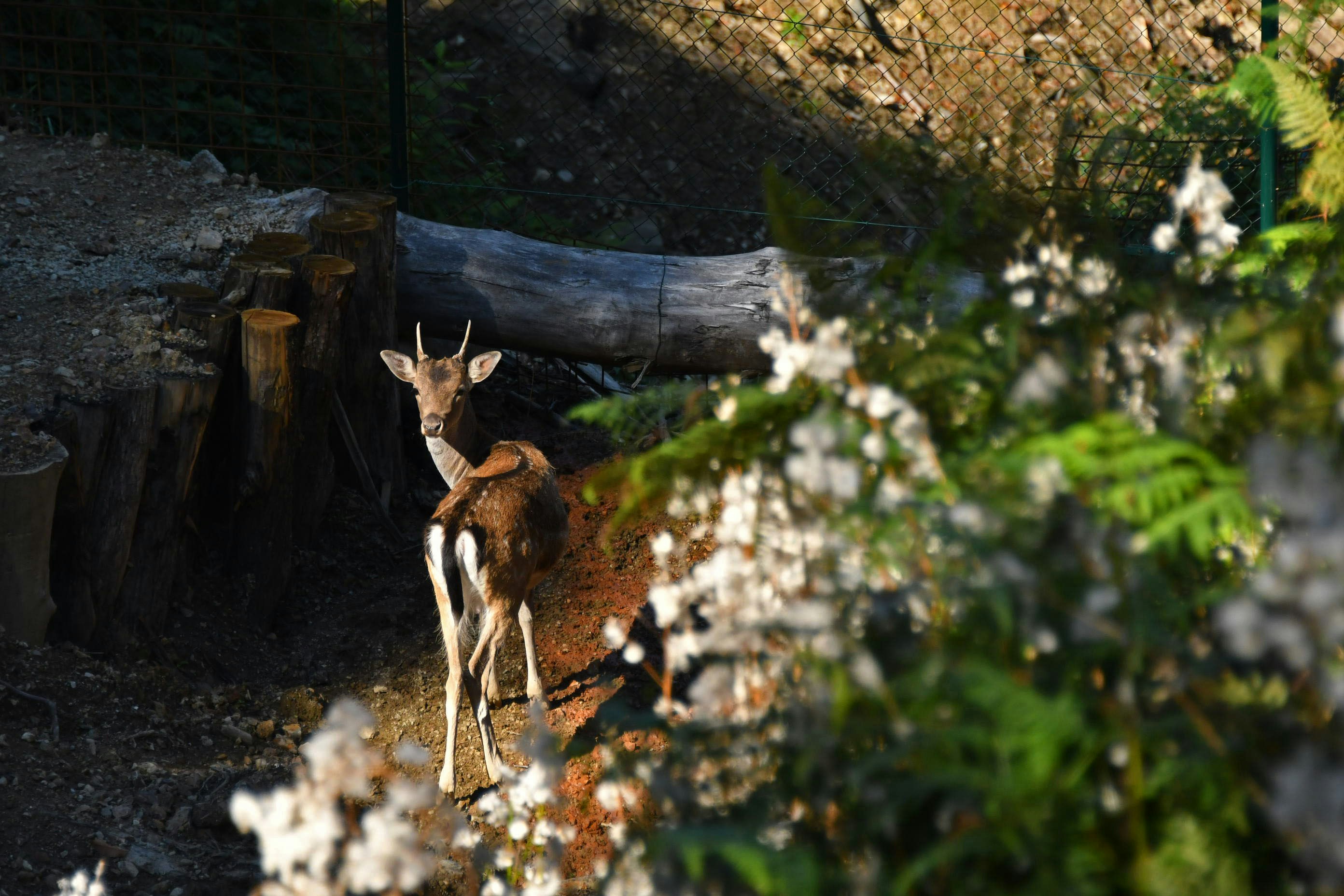 Gentle Standoff in Dappled Shade