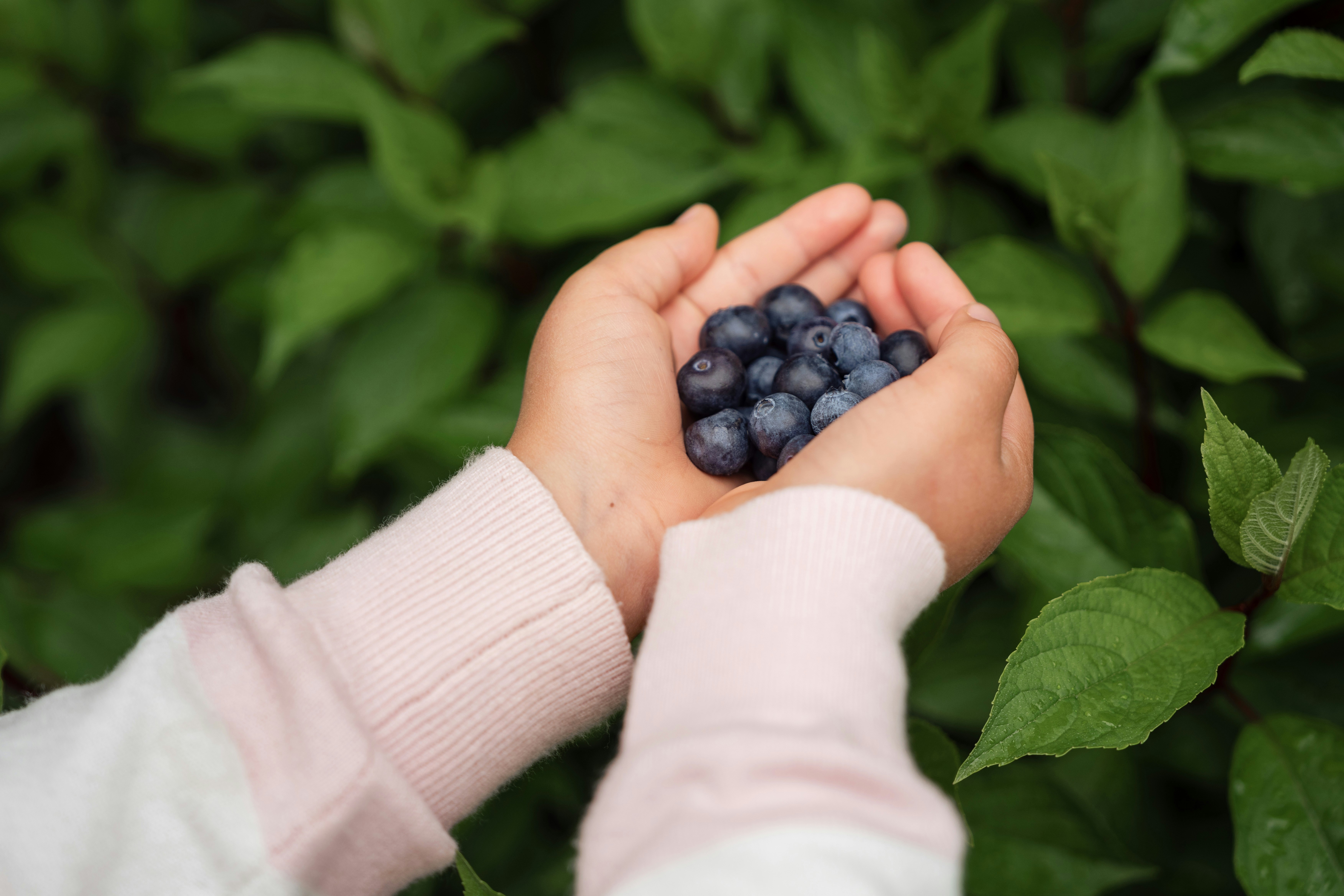 Hands Full of Harvest: Blueberries Cradled Against Lush Green Backdrop