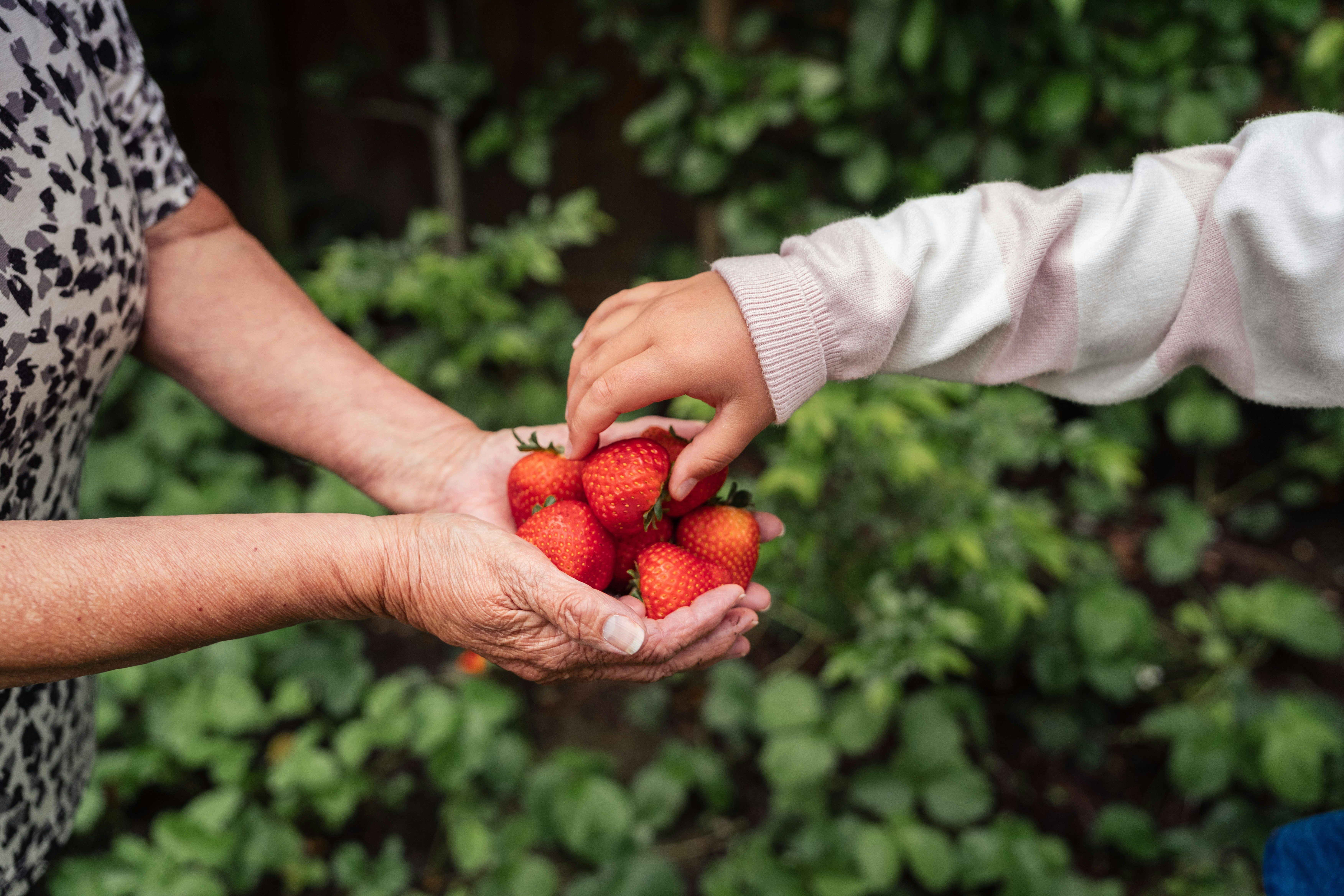 Hands of Experience: Passing a Basket of Strawberries