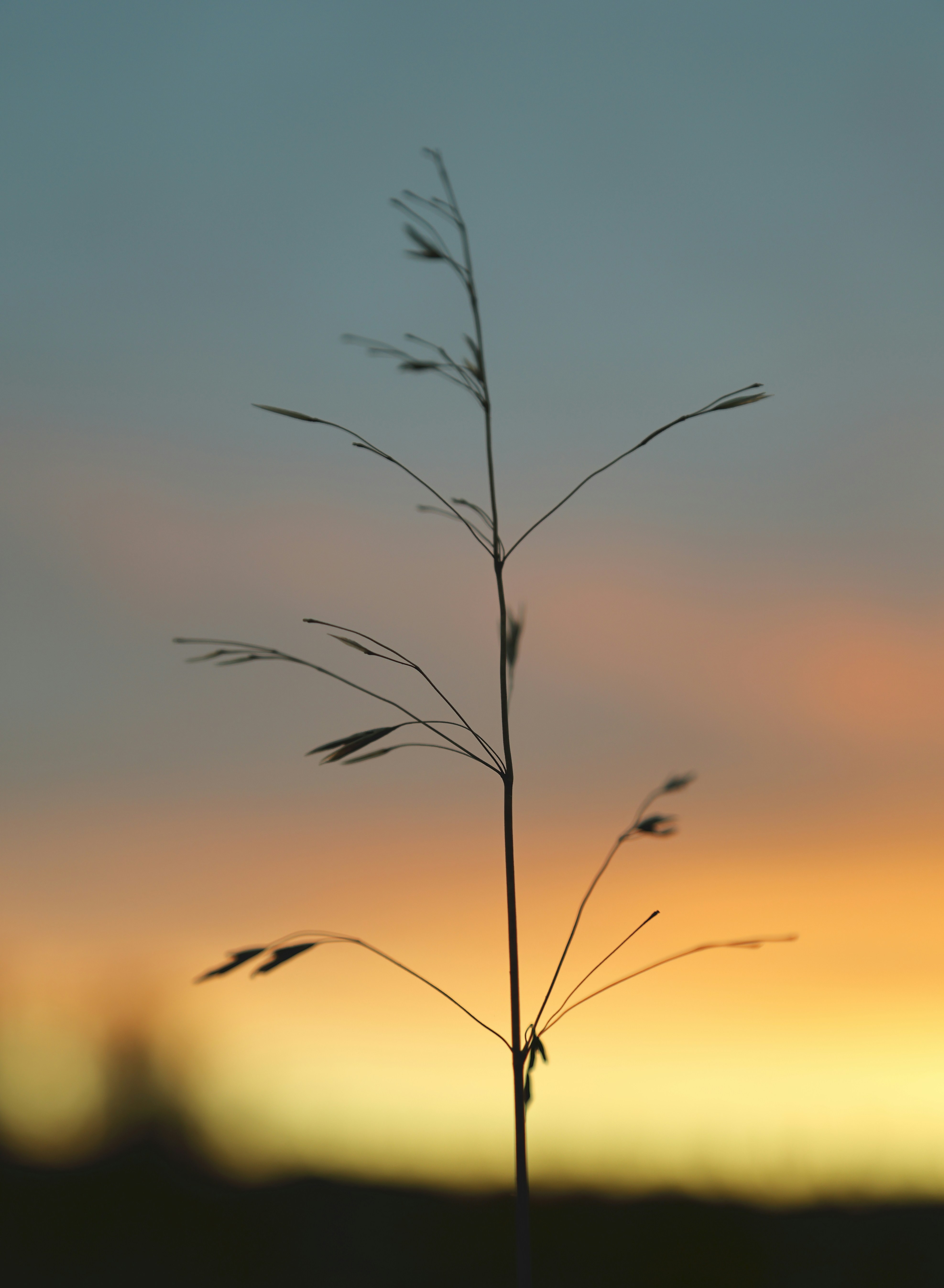 Silhouette of a Grass Blade Against a Sunset Gradient