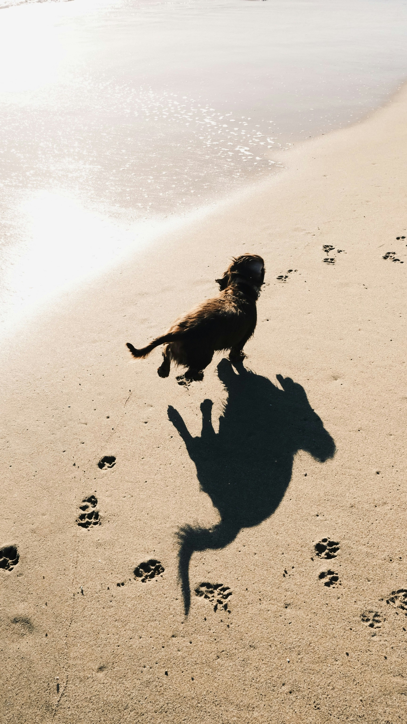 Shadow Runner: A Golden Dog Bound Across Sunlit Shore