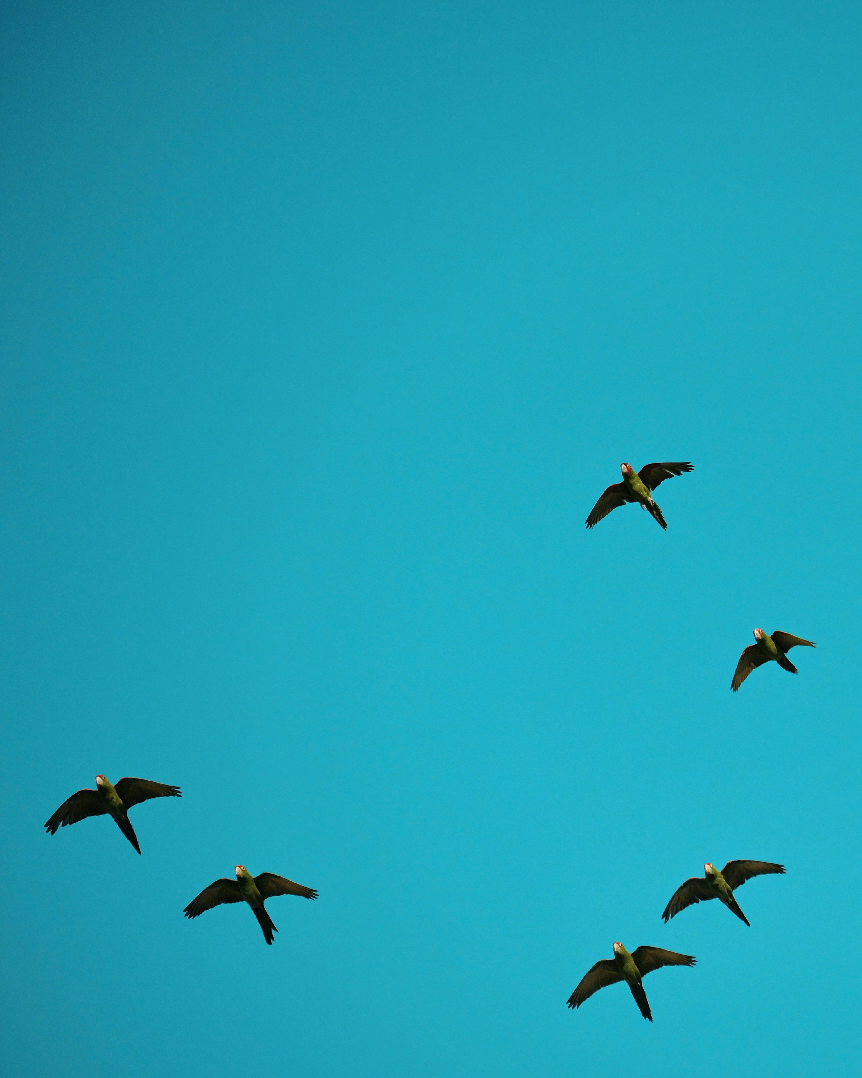 V-form of Freedom: Five Seabirds in a Clear Sky