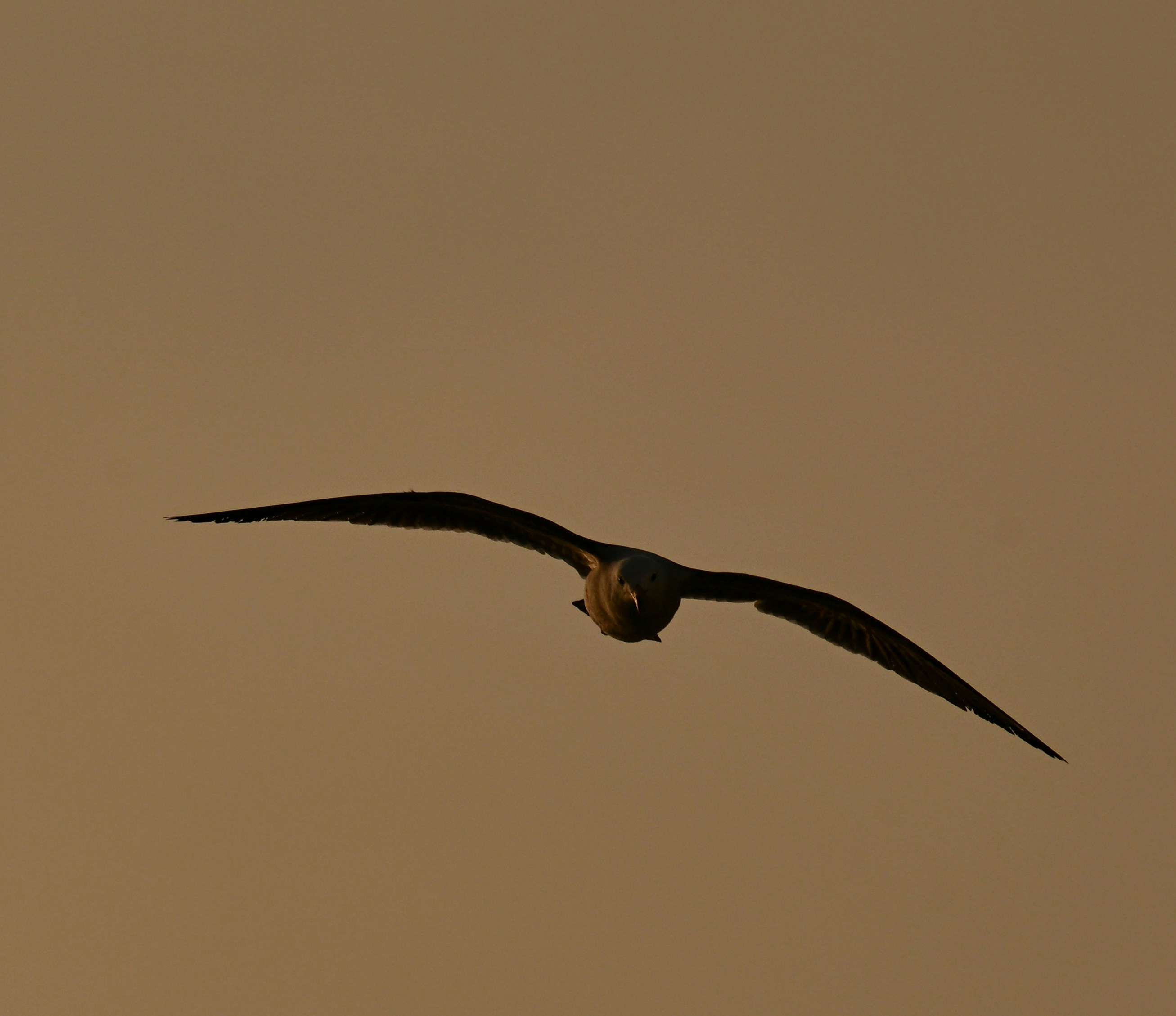 Winged Silhouette at Dusk: A Single-Flight Moment