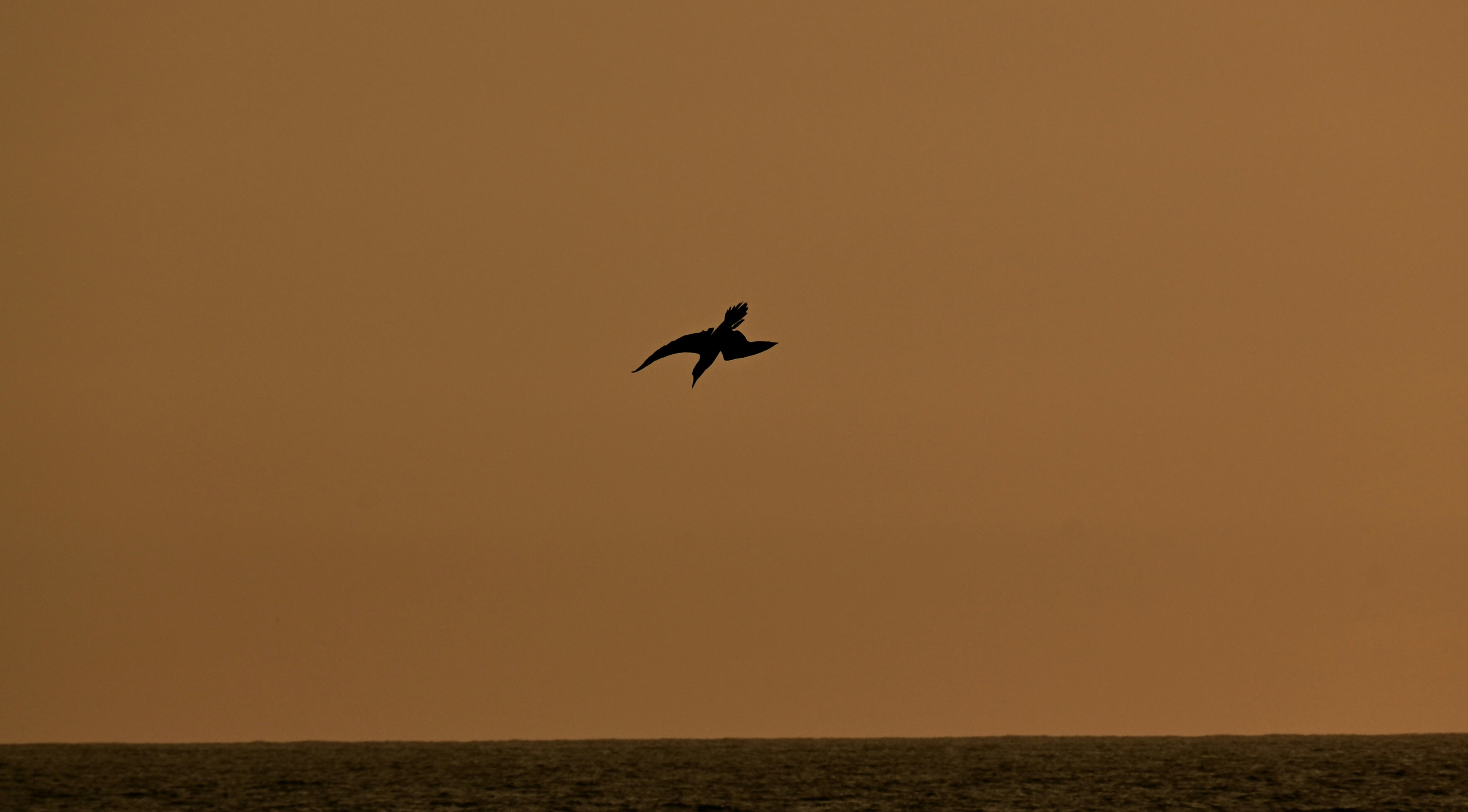 A Silent Glide: One Bird Against a Dusk-Orange Sea