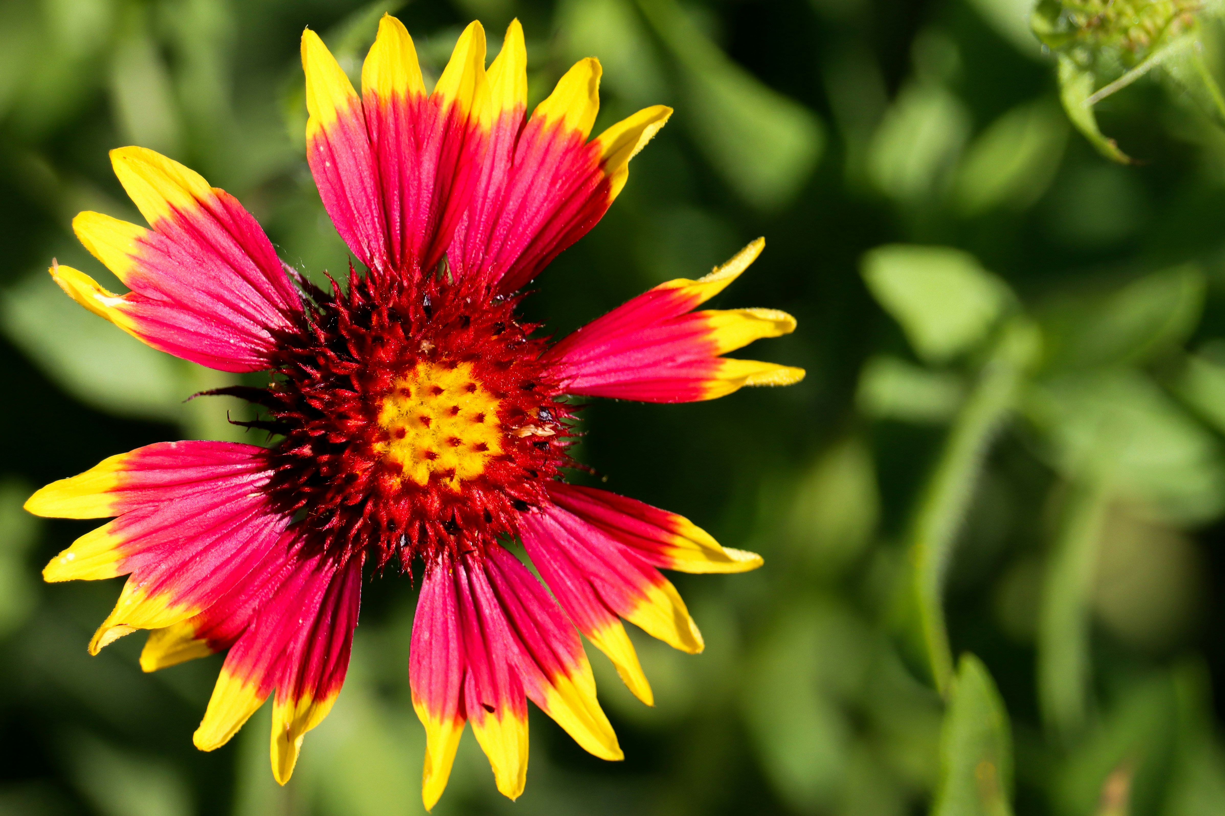 Radiant bloom: crimson petals with a sunlit yellow core