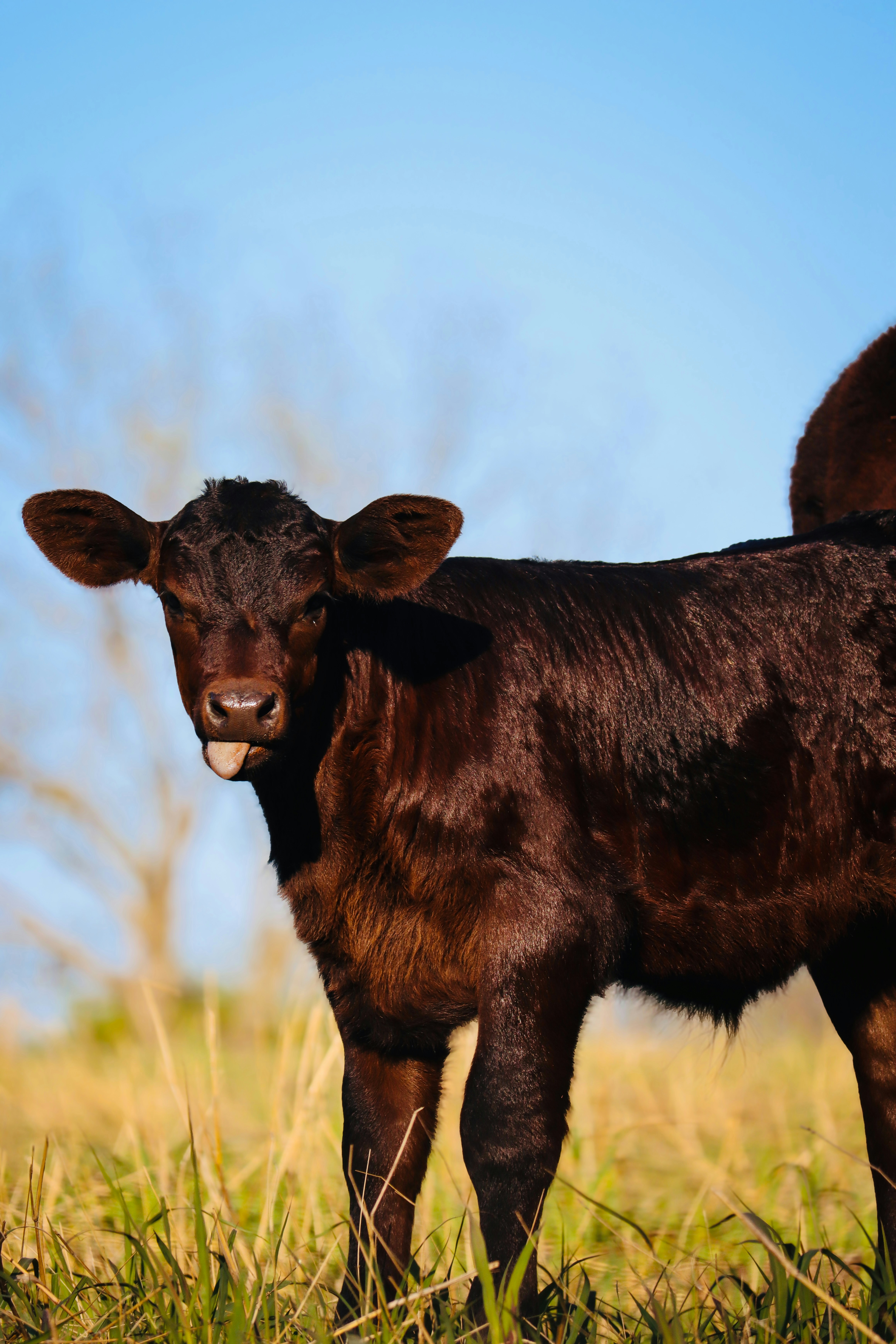 Curious Calf in Warm Spring Light