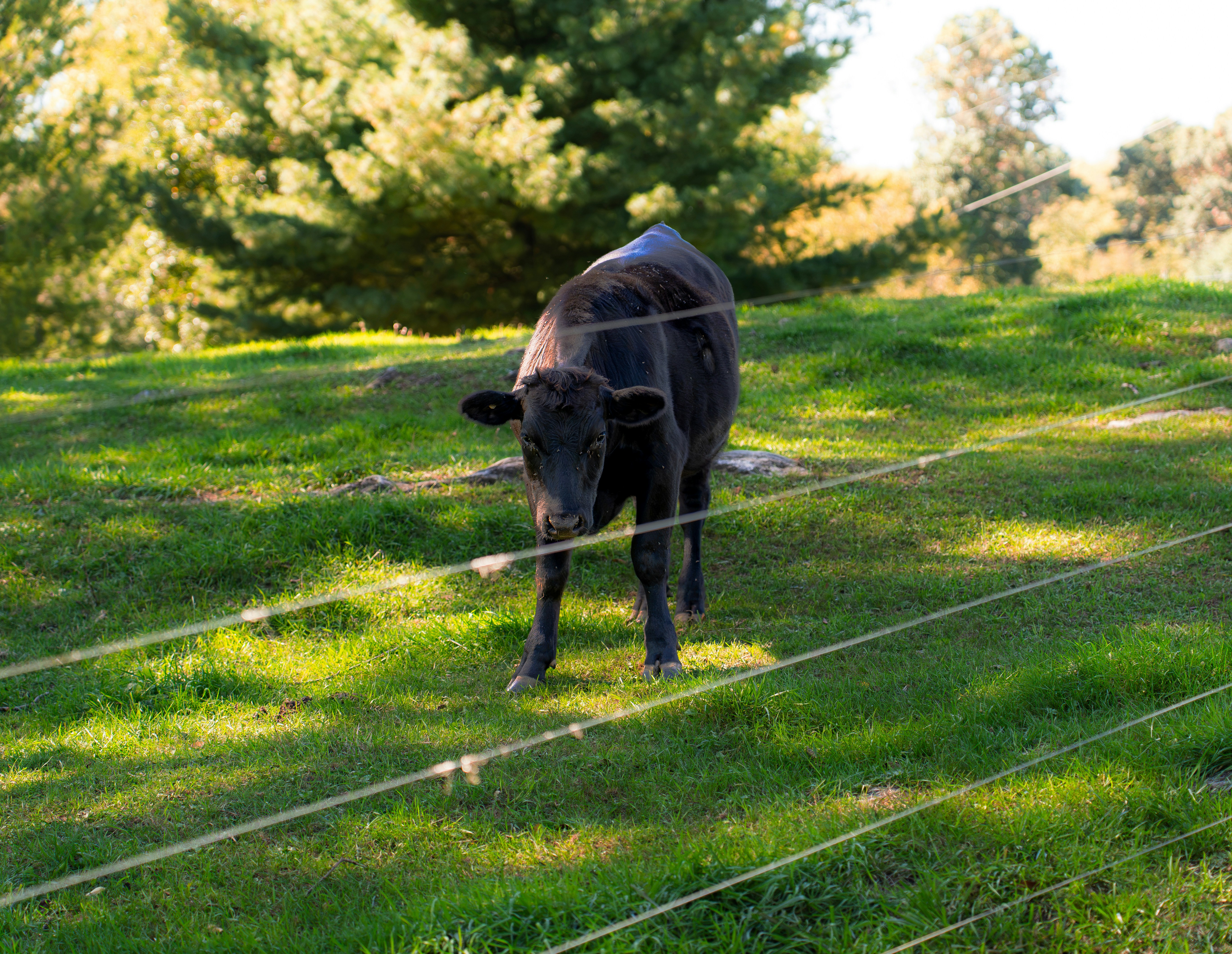 A dark sheep stands in a sunlit grassy field behind faint electric fencing, with trees in the background providing soft dappled light.
