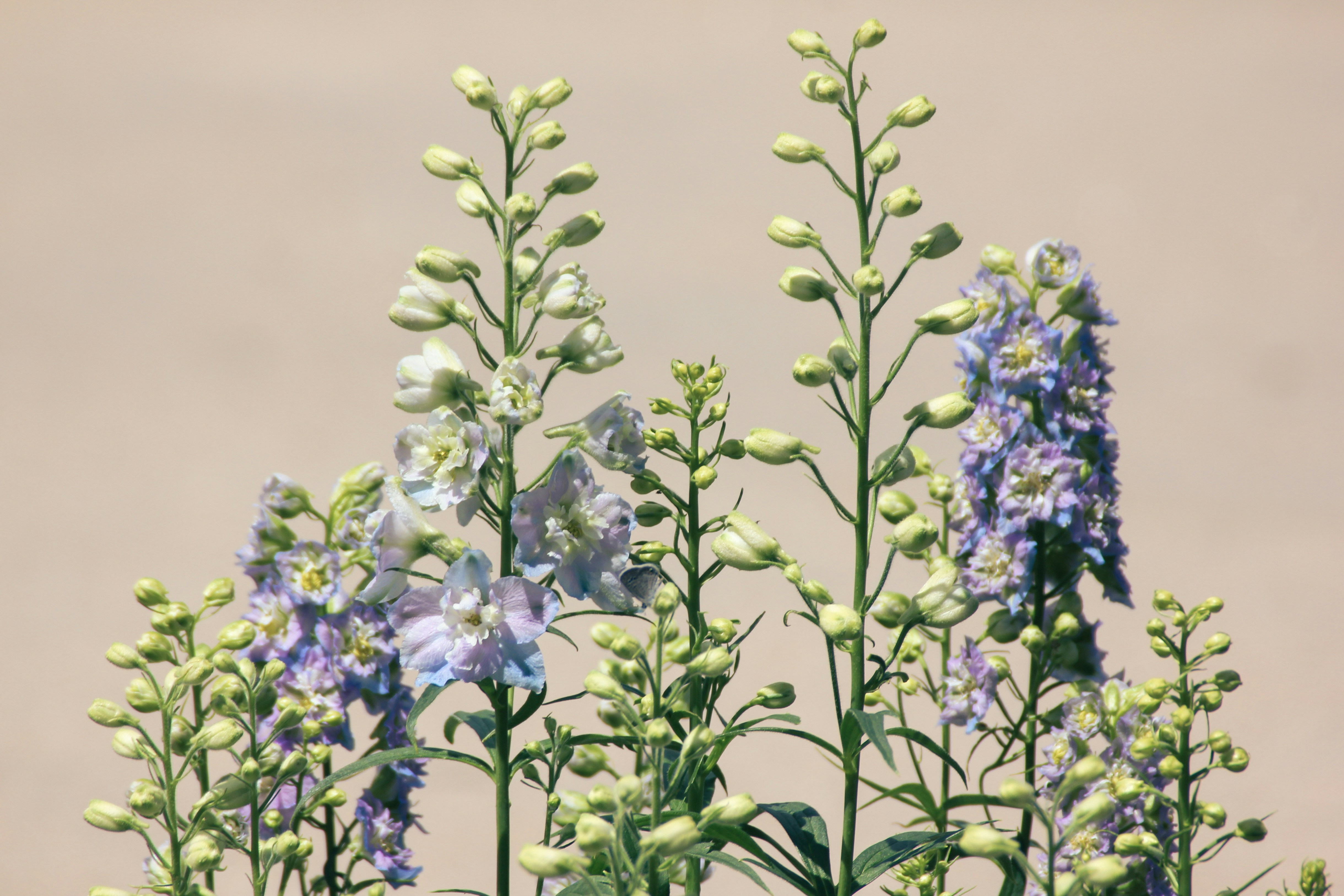 Soft-focus Flora: Pale Violet Blooms Reach Toward the Sunny Sky