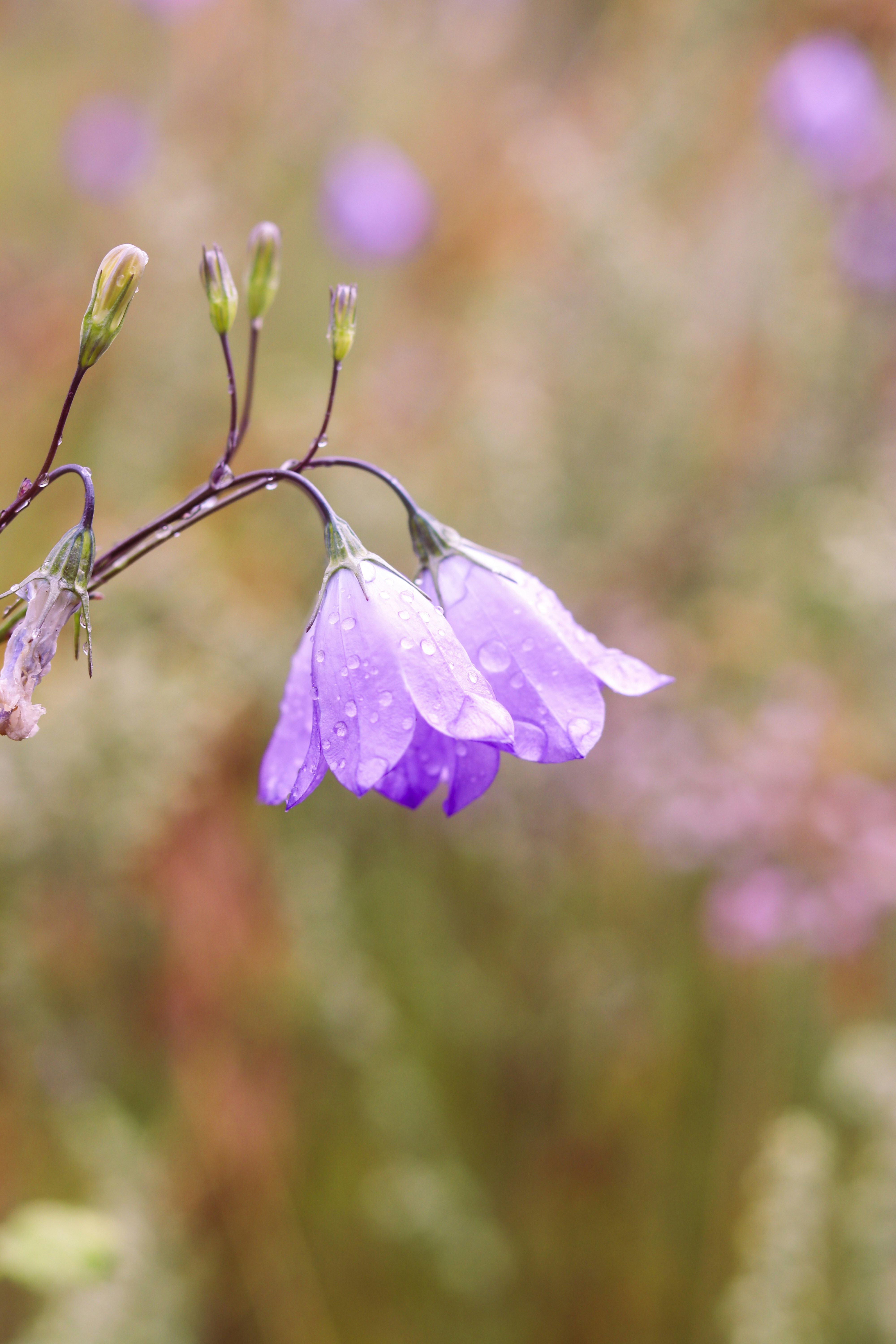 Purple Bellflower in Dew-Kissed Morning