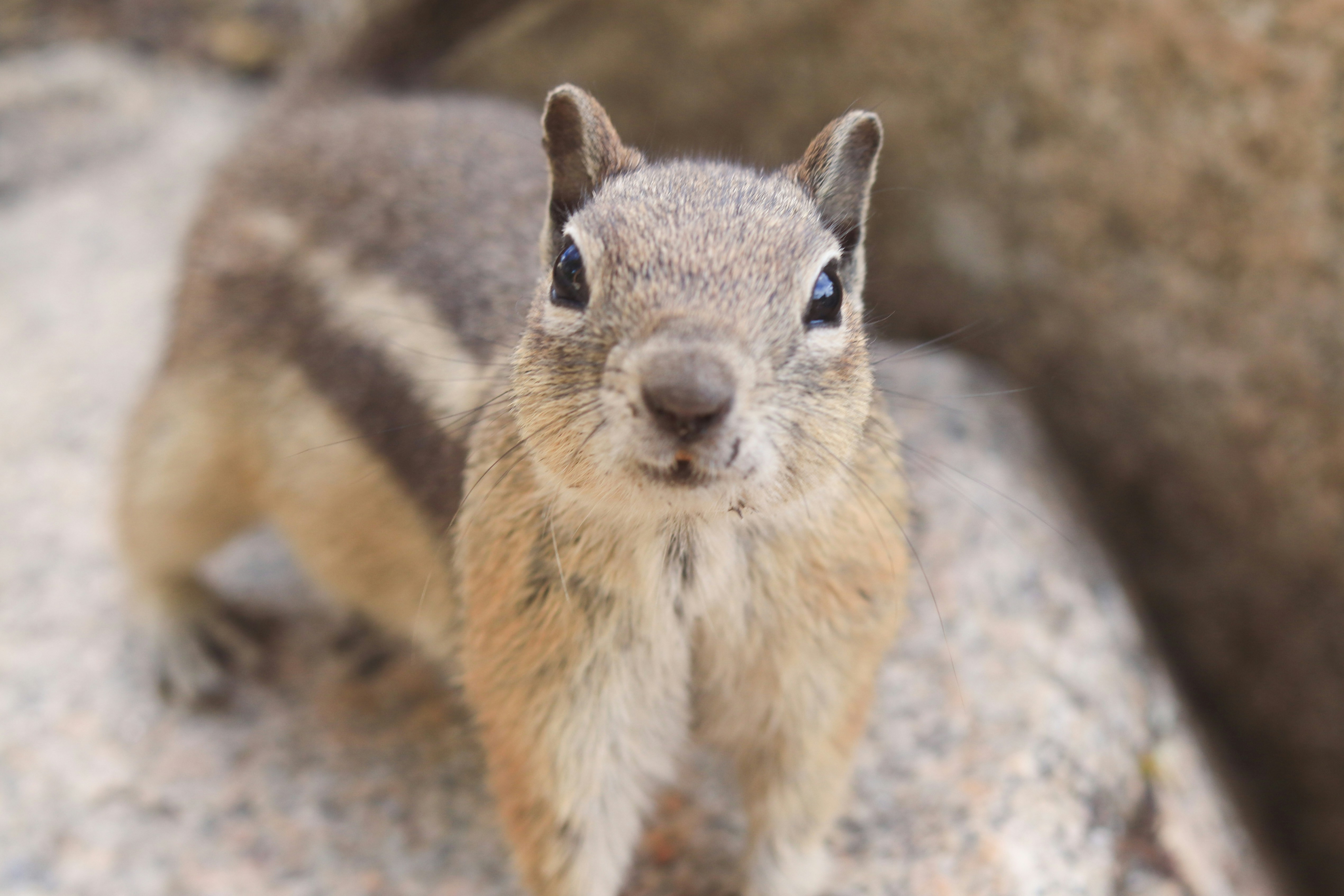 Curious Squirrel Stares Down the Lens
