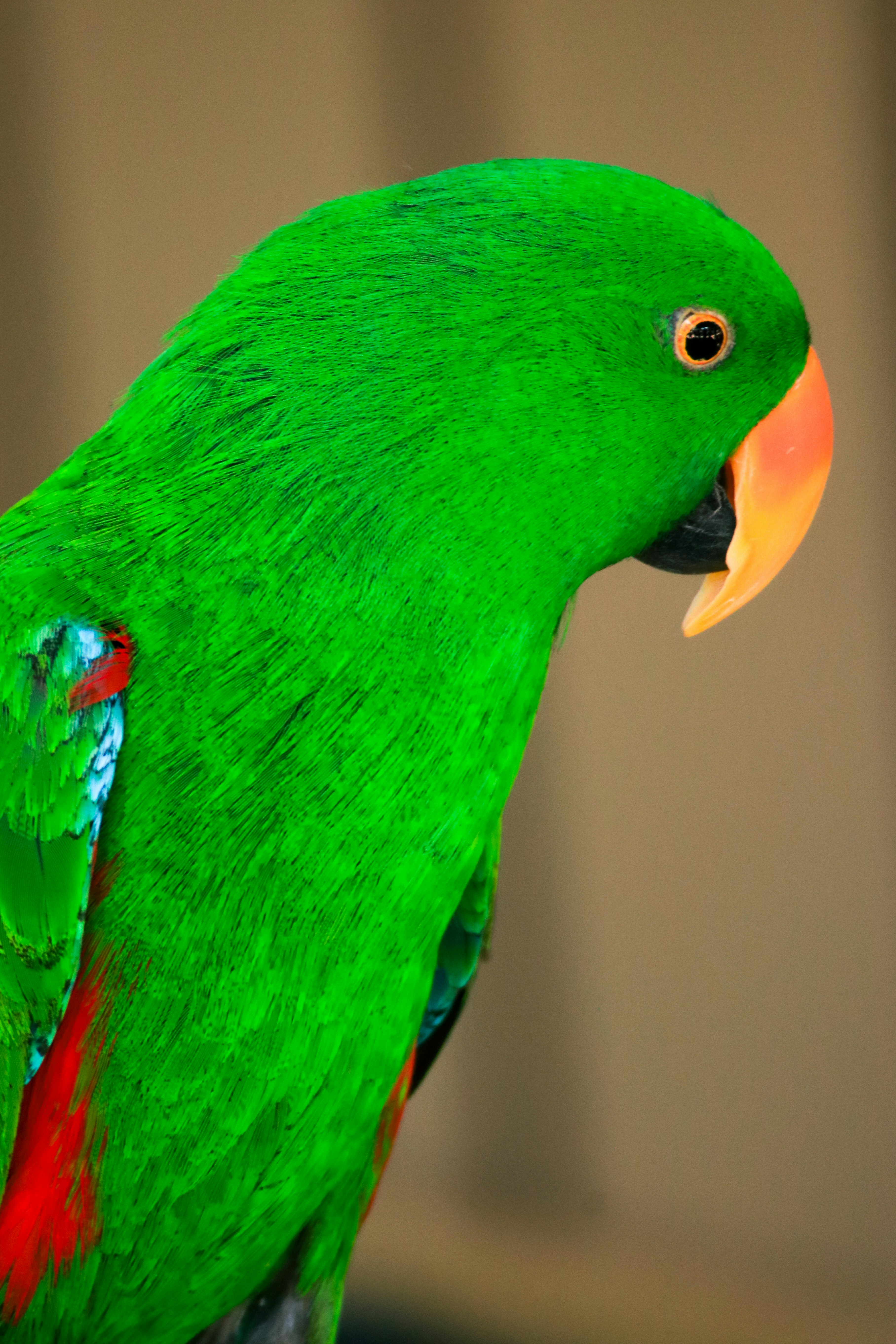 Emerald Beak: Close-Up of a Green Parrot in Focus