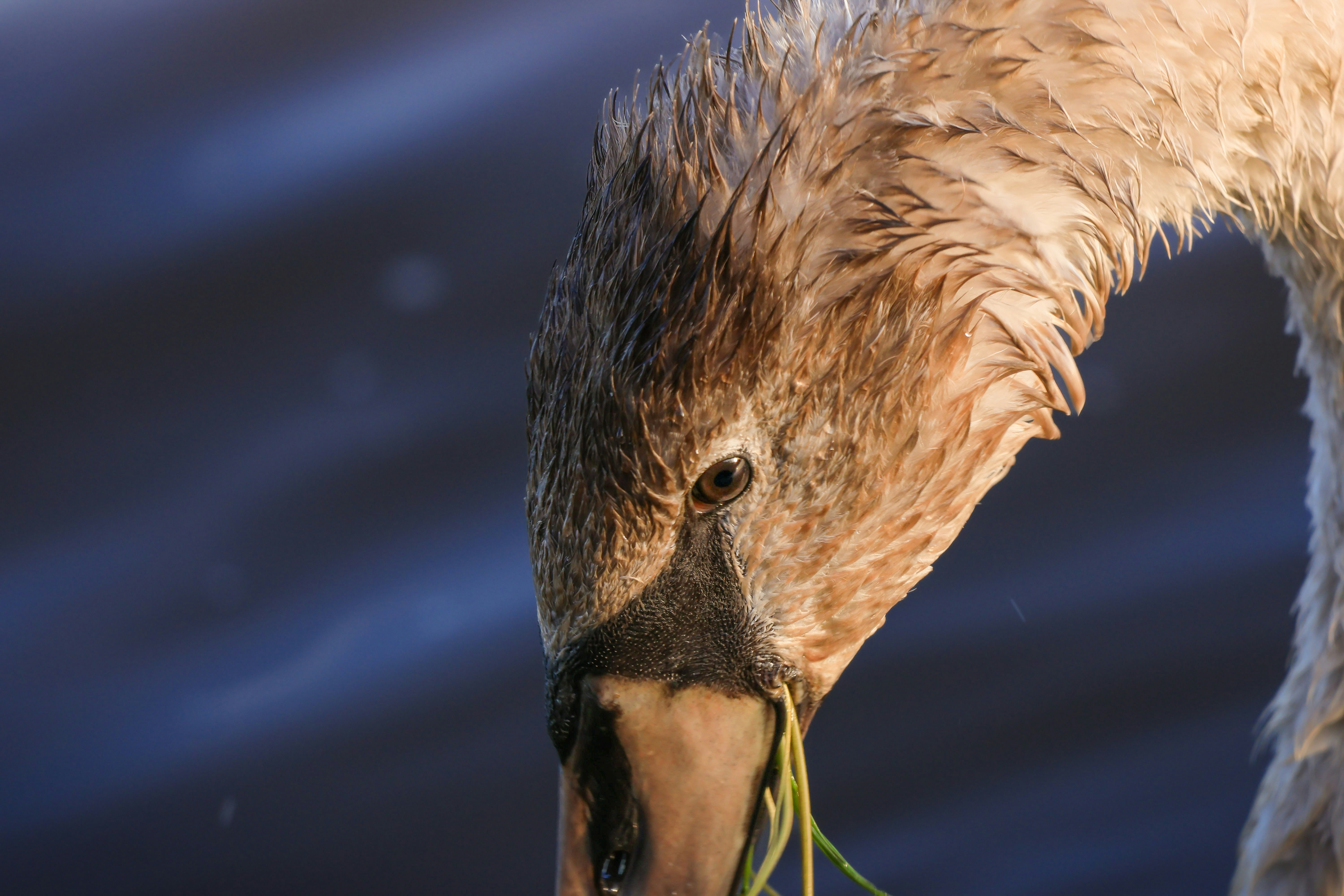 Beaked Hunger: Close-Up of a Shorebird Gleaning Beneath a Roving Breeze