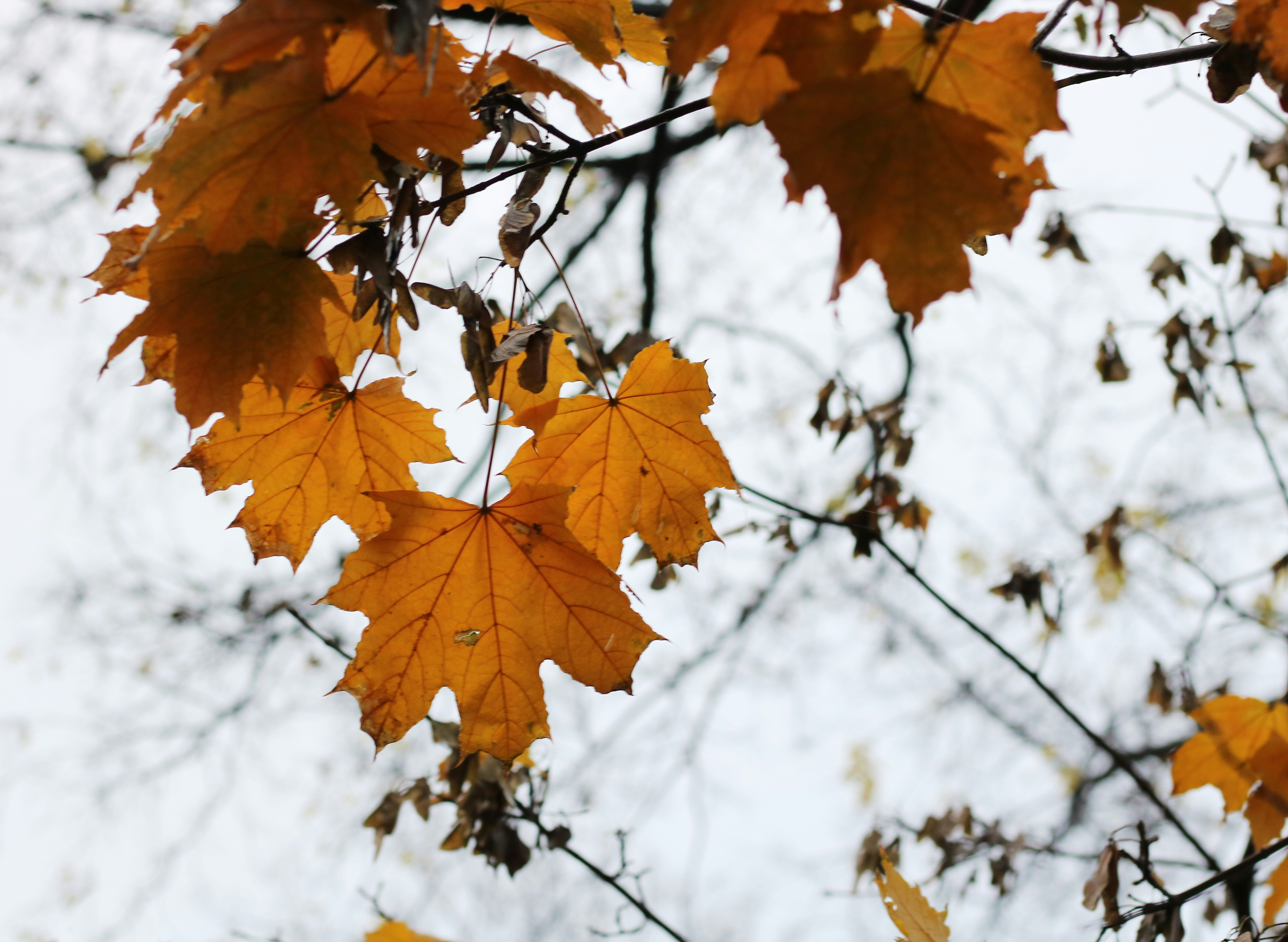 Autumn Maple: A Cascade of Orange Leaves Against a Quiet Sky