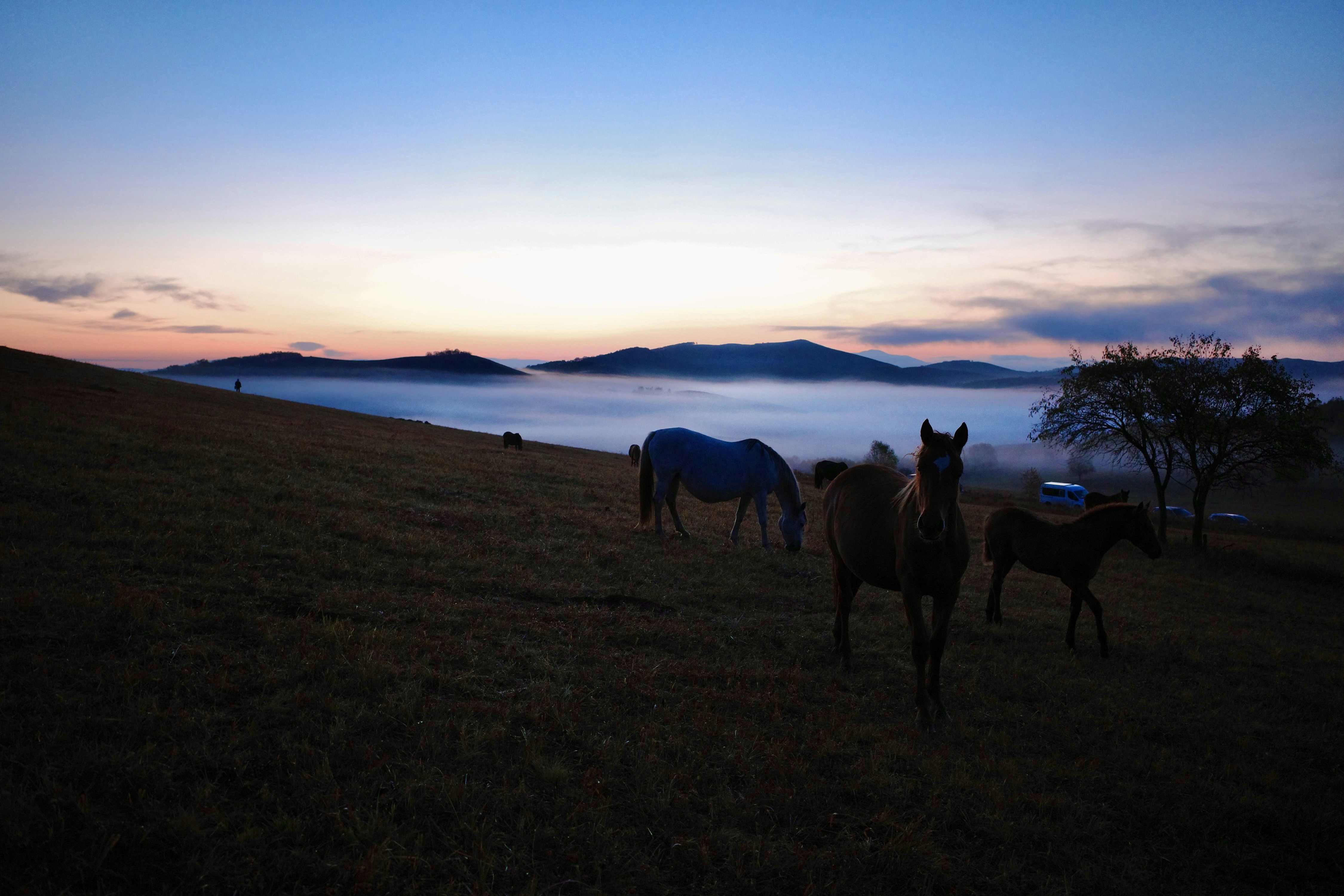 Dusk Pasture Watch: Horses and the Quiet Horizon