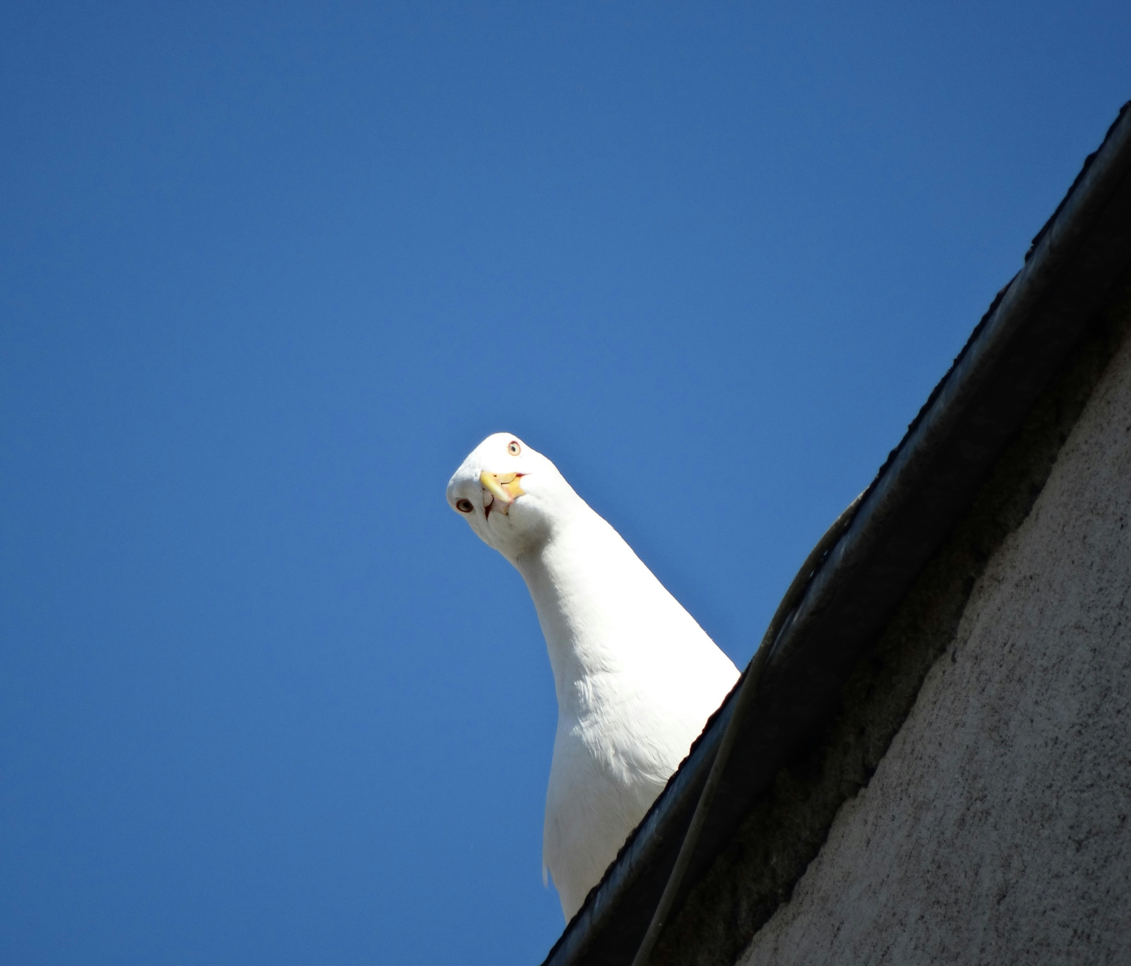 Perched Geometry: A White Gull Peers from the Roof Edge Under a Clear Blue Sky