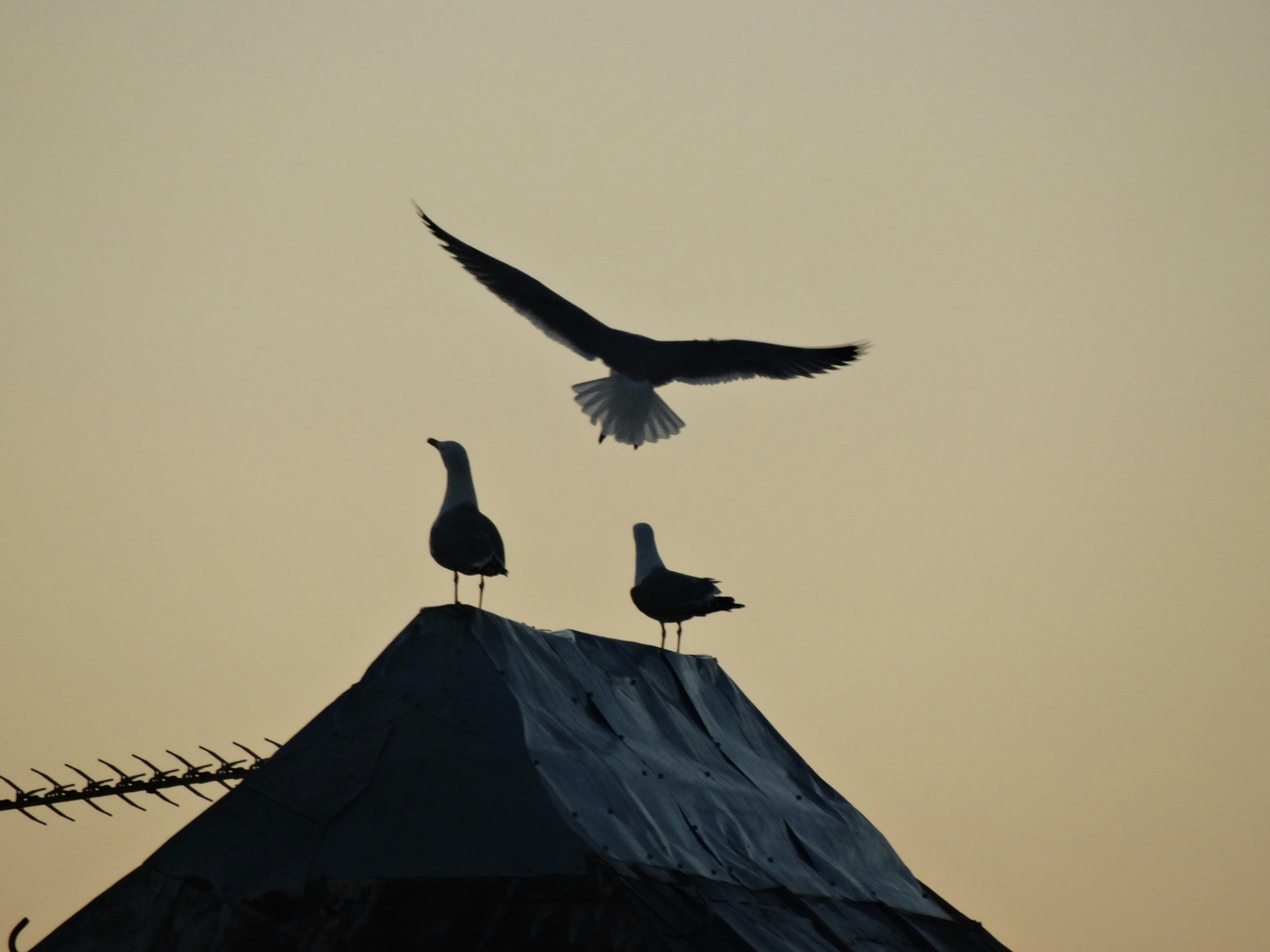 Ridge-top Vigil: Seabirds at Dusk on a Weathered Roof