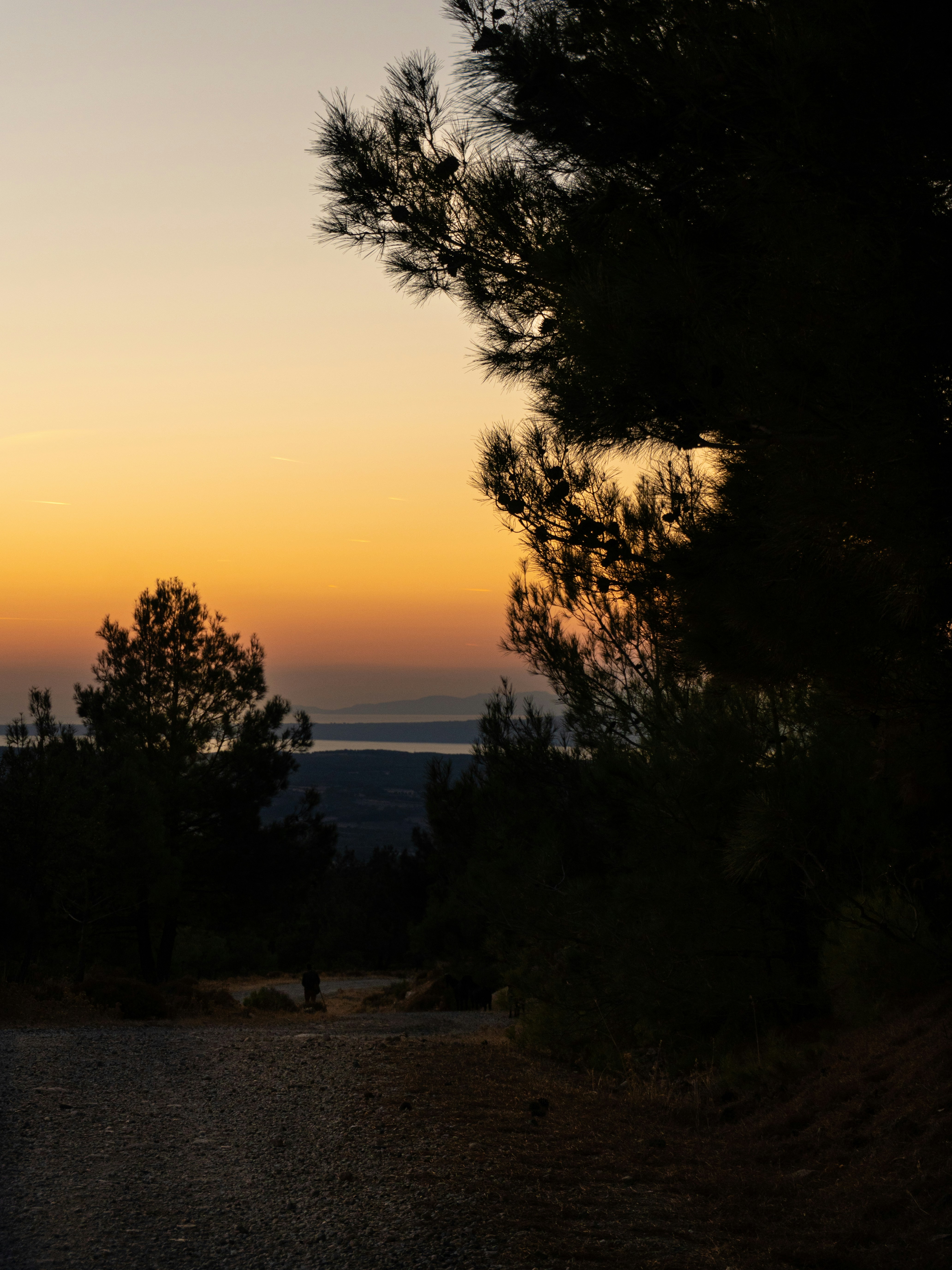 Sunset on a Pine Ridge: Quiet silhouettes Against a Golden Horizon