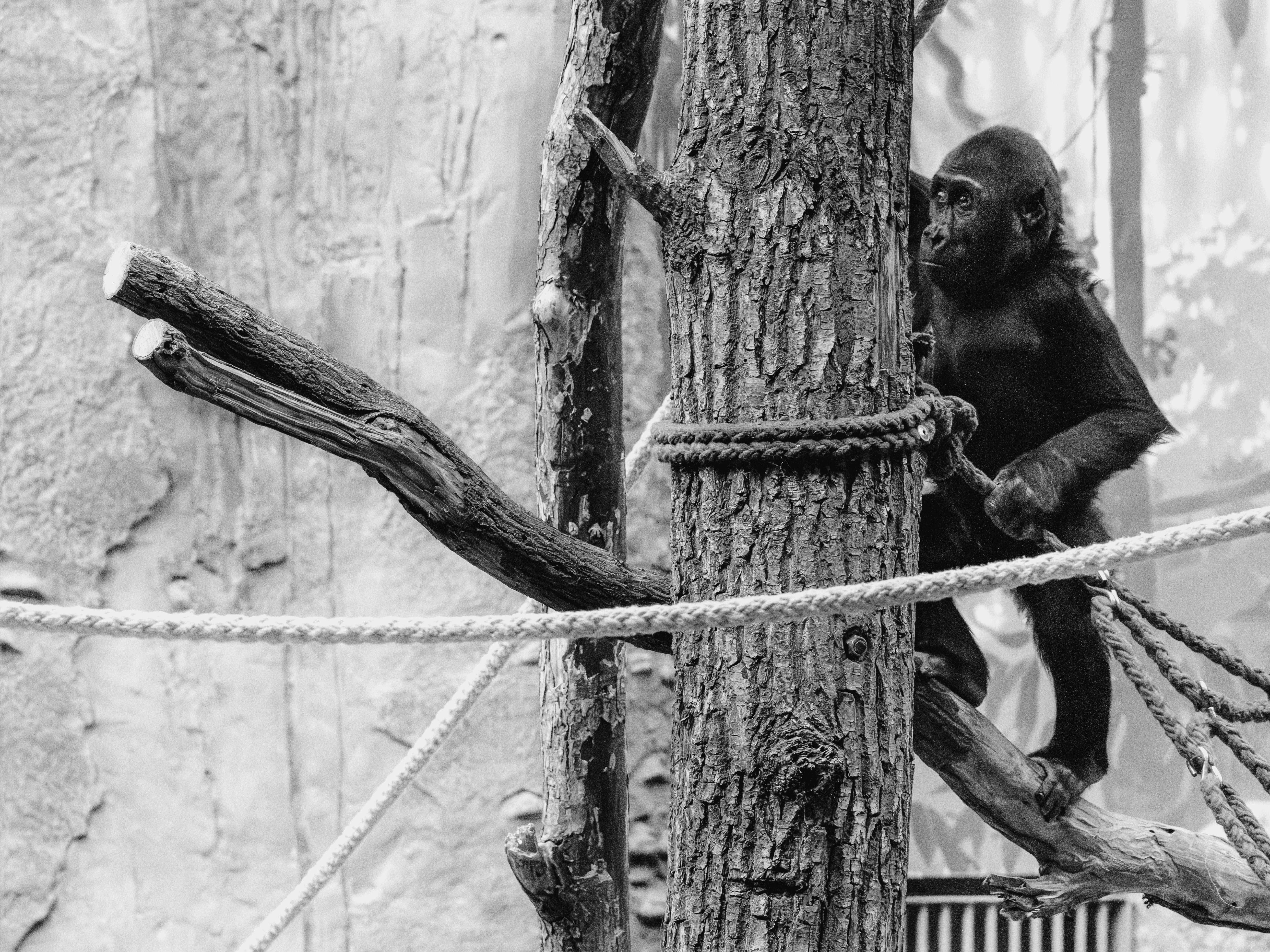 Primates in Pause: A Monkey Clings to a Rope-Threaded Tree in Dense Mist