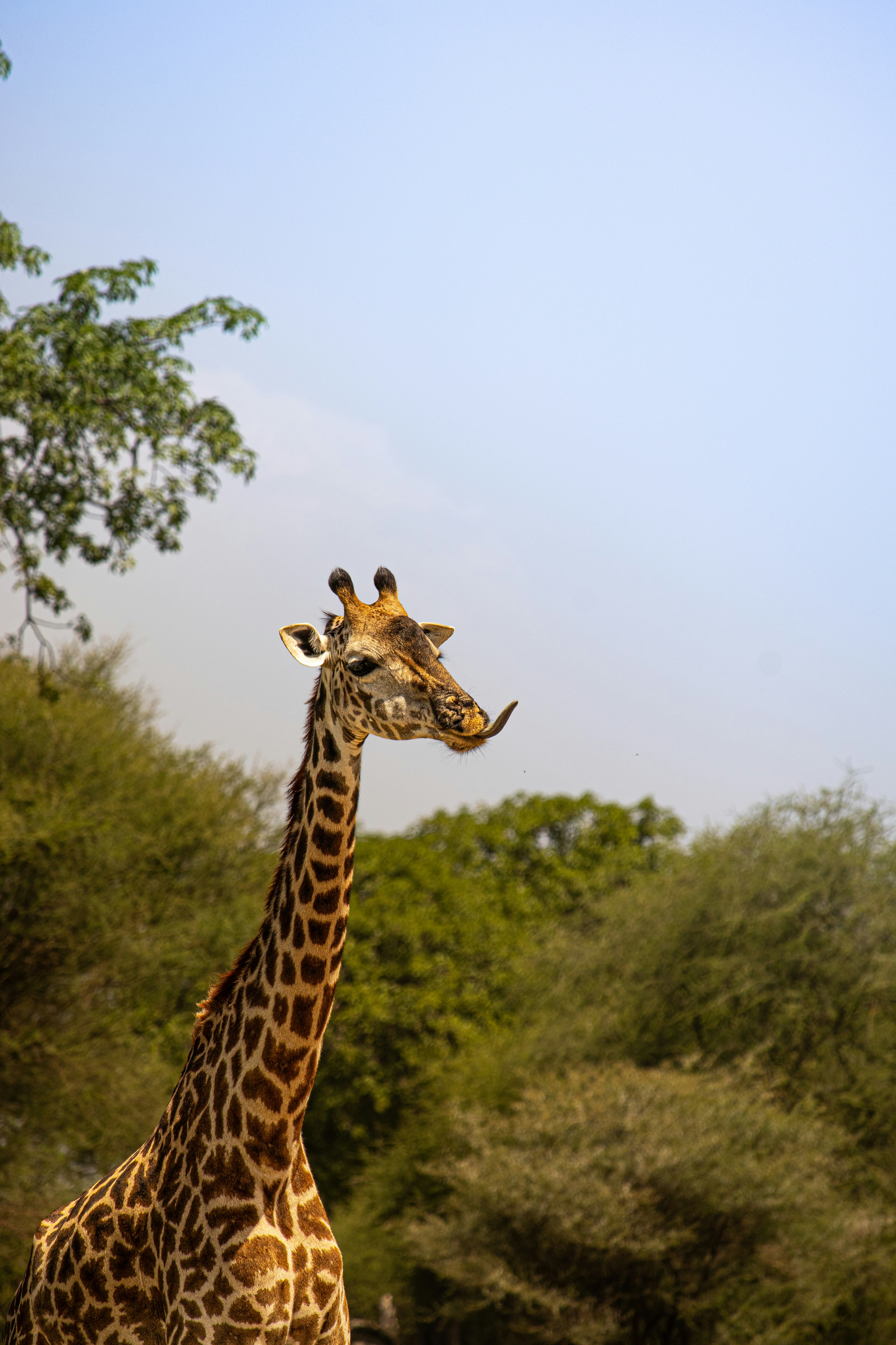 Giraffe in a Sunlit Savannah: A Distant Gaze