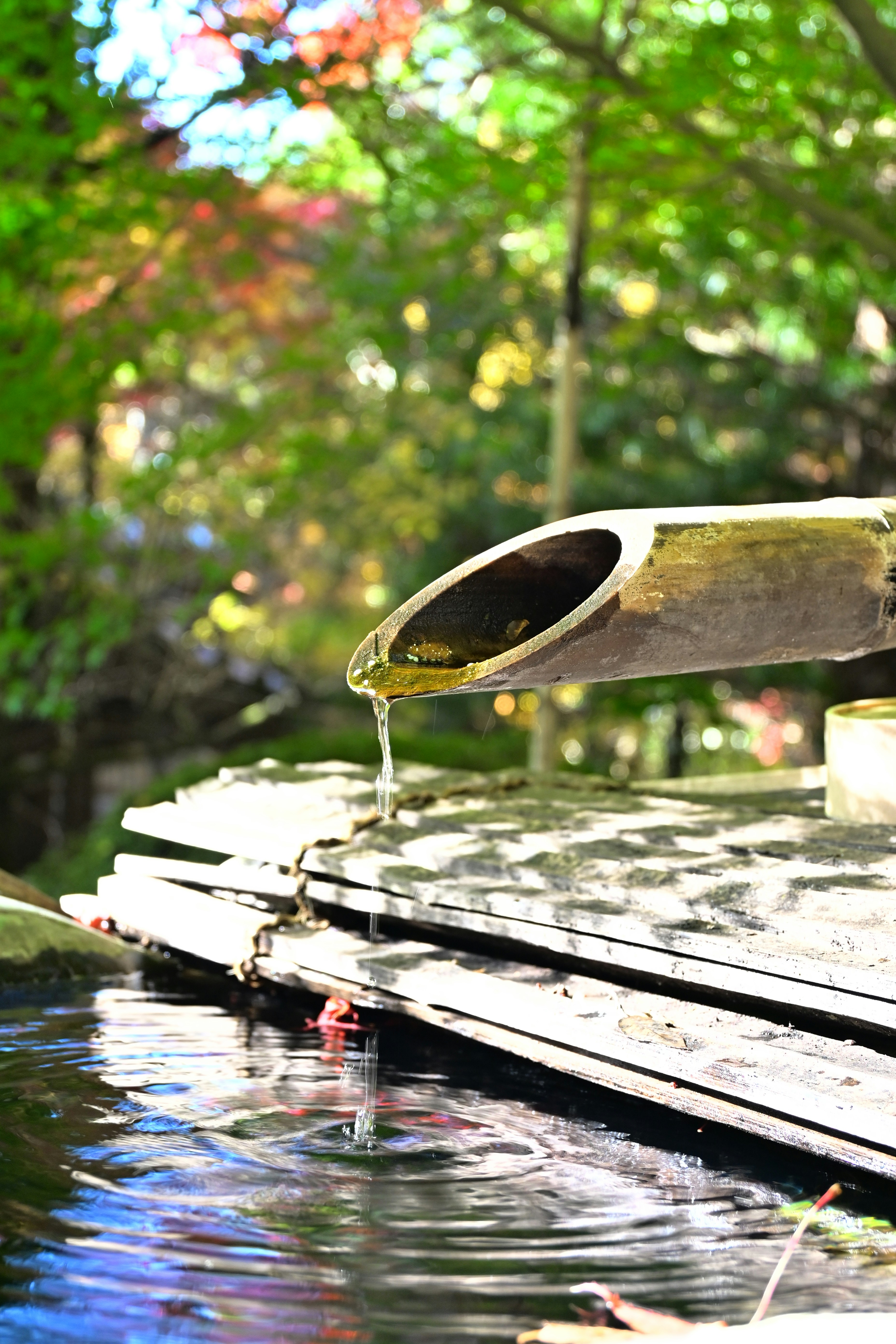 Waterwork in the Woods: A Bamboo Spout Draped in Sunlight