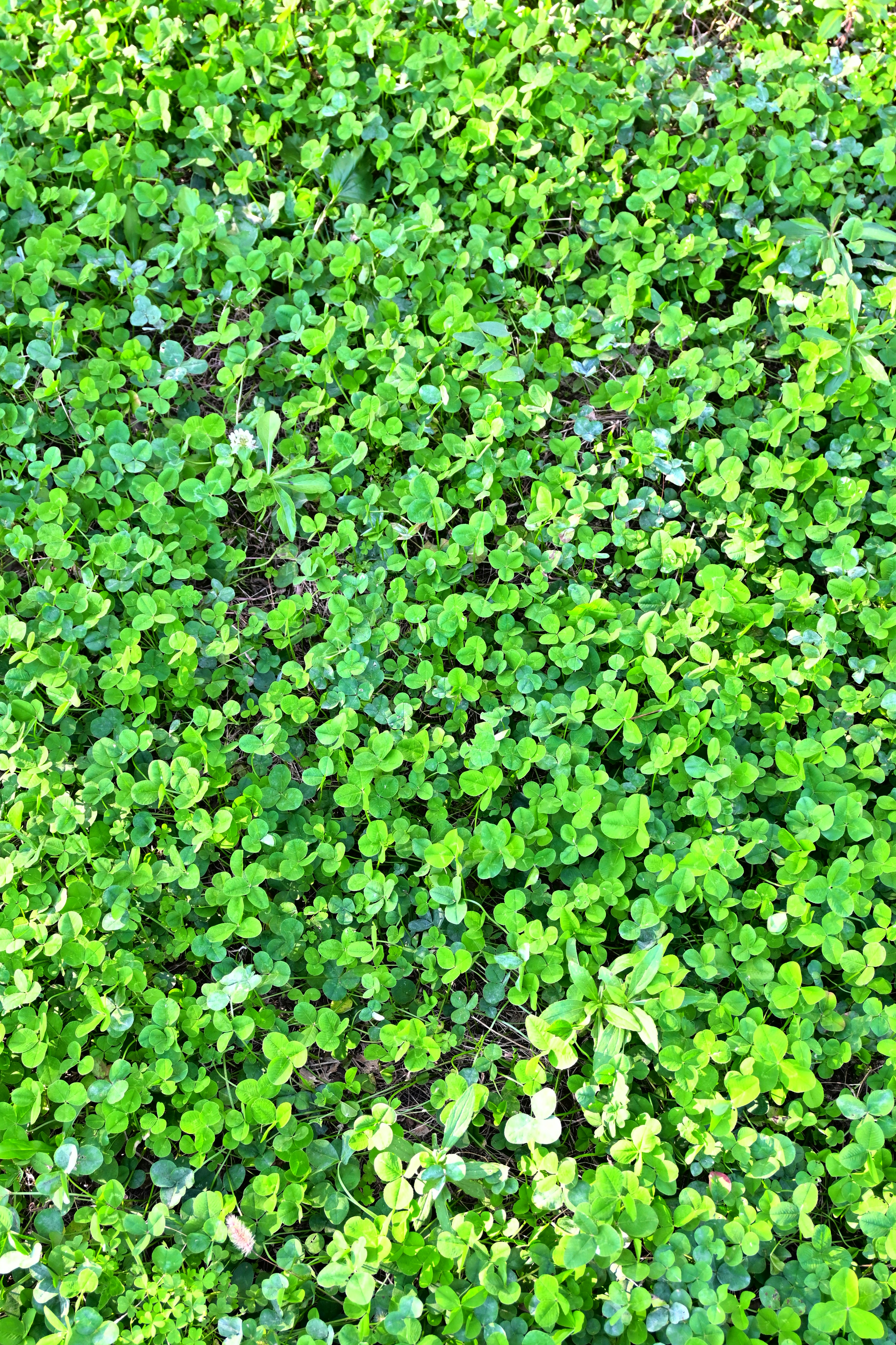 Endless Emerald: Close-Up of Fresh Green Foliage