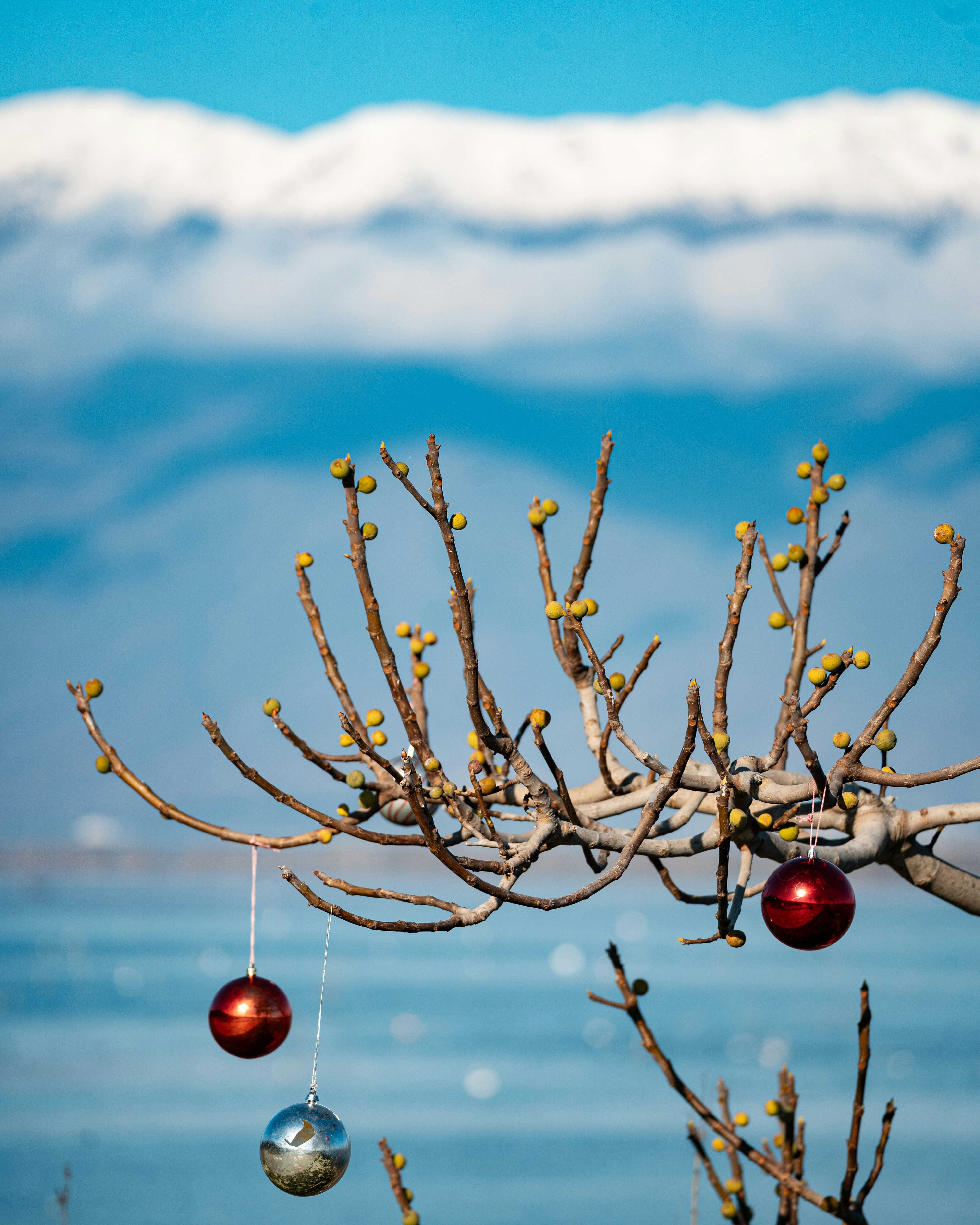 Ornamental Orbs on a Winter Branch Against a Snow-Kissed Skyline