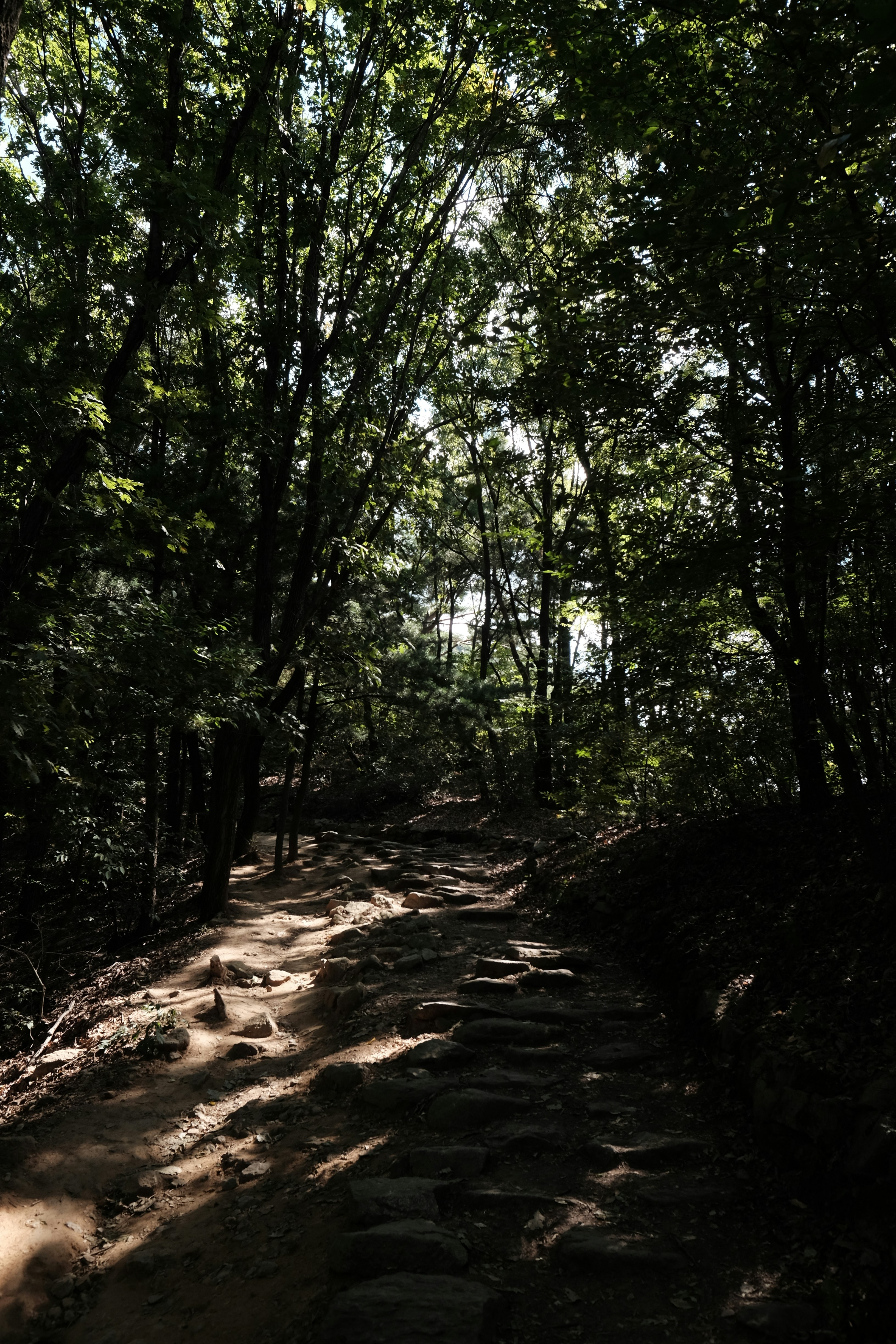 Sunlit Forest Approach on a Rocky Path