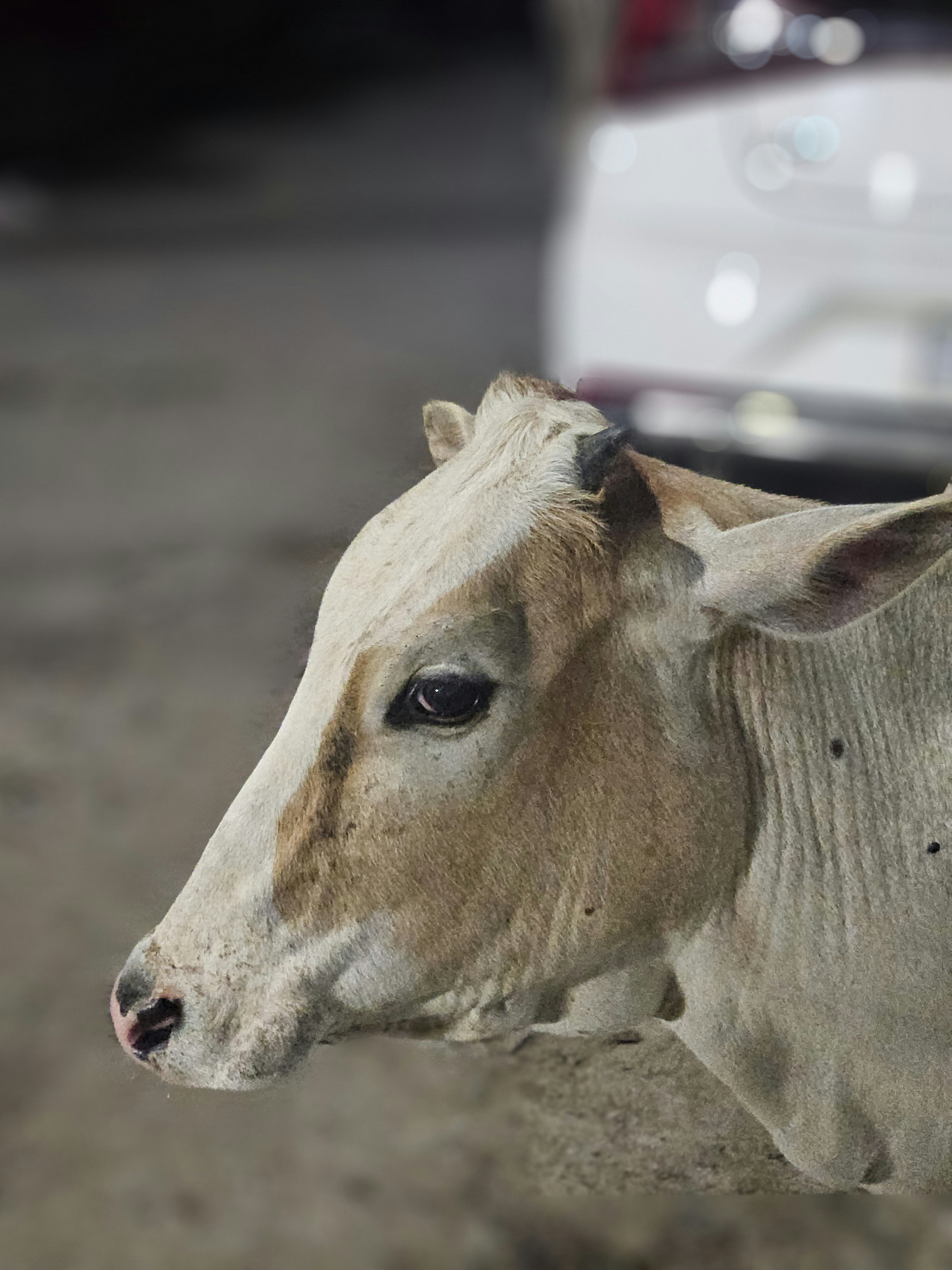 Close-Up of a Cow's Head in Soft Evening Light with Car in Background