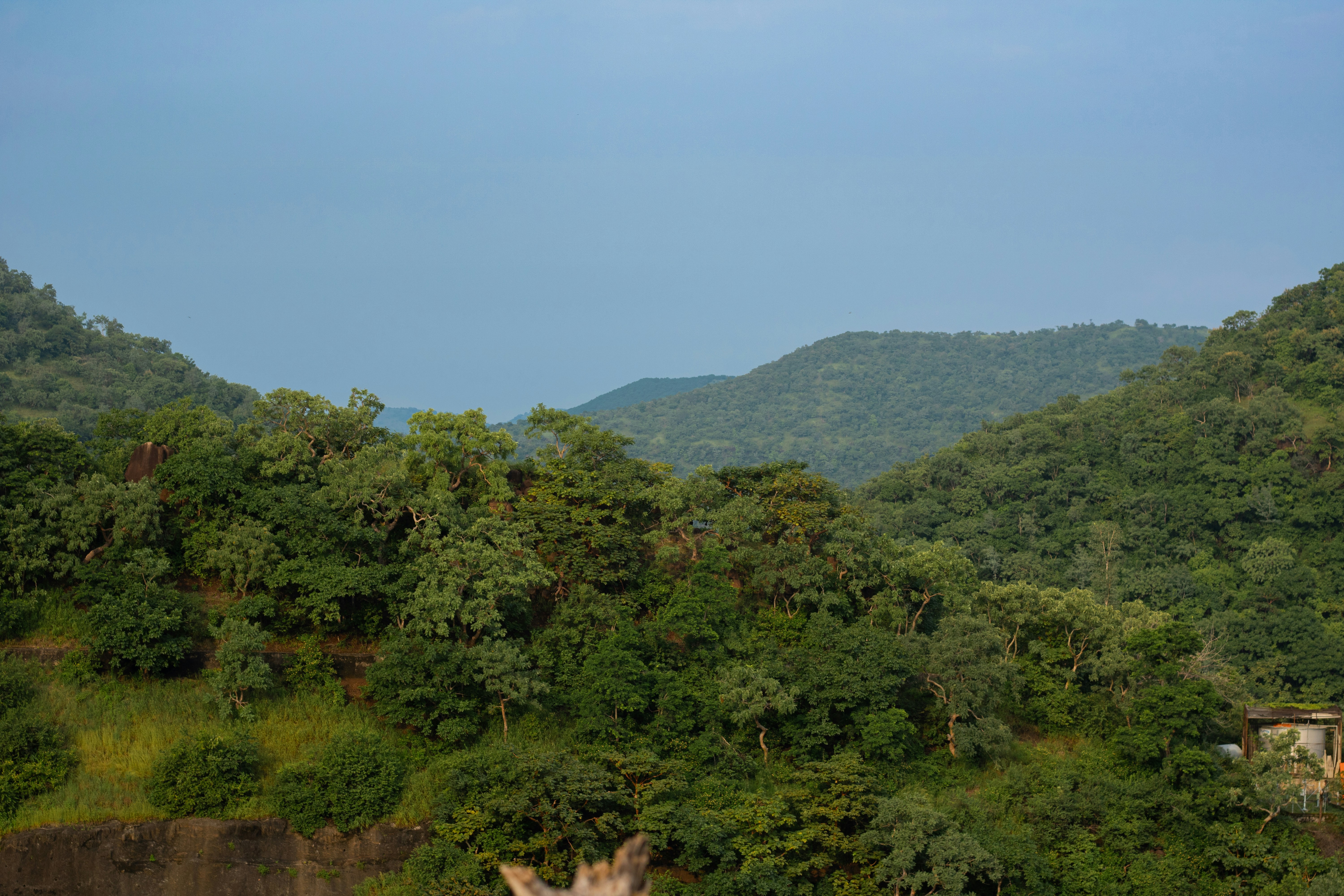 Verdant Ridge: A Quiet Canvas of Hills and Forest