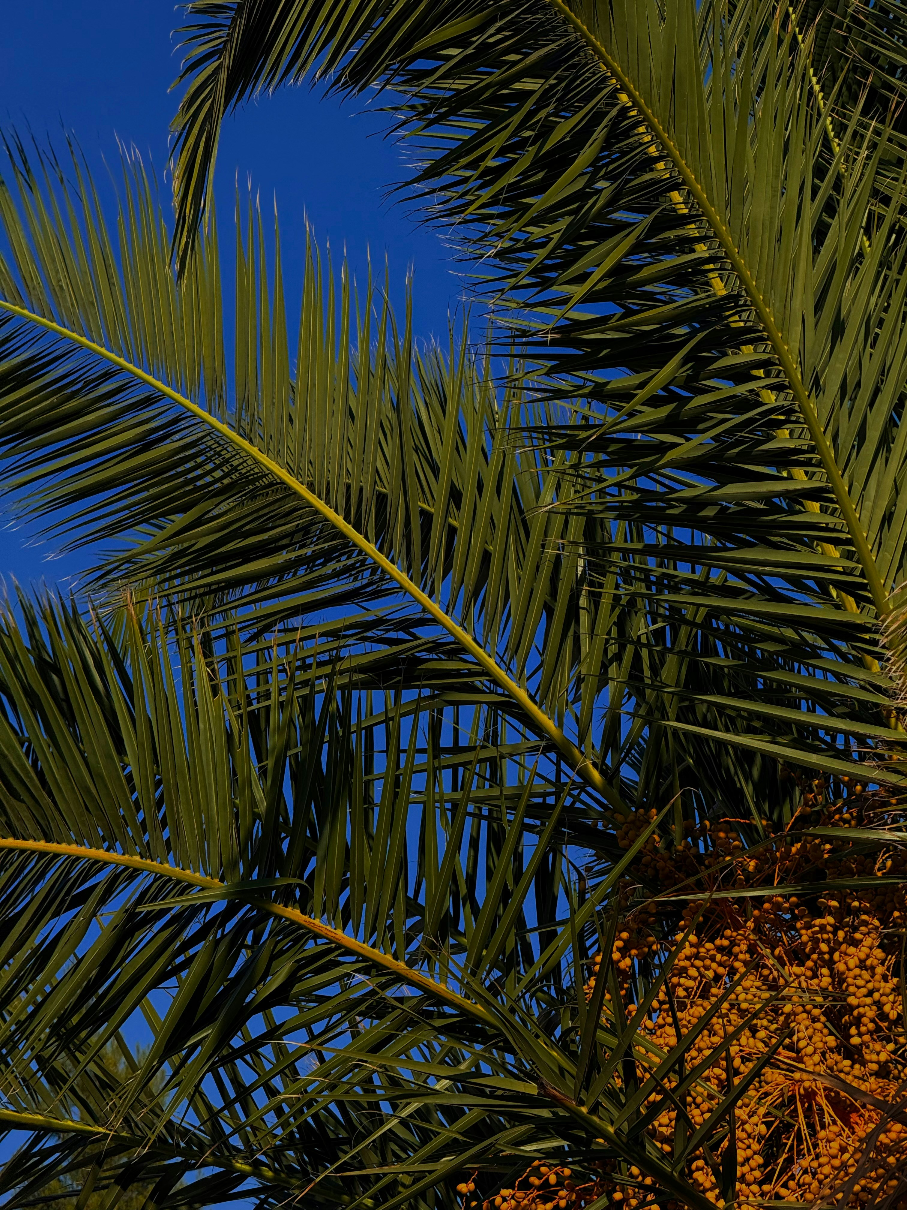 Close-up of overlapping palm fronds with a deep blue sky in the background, showing vivid greens and sharp detail in the leaves and a hint of orange fruit cluster.