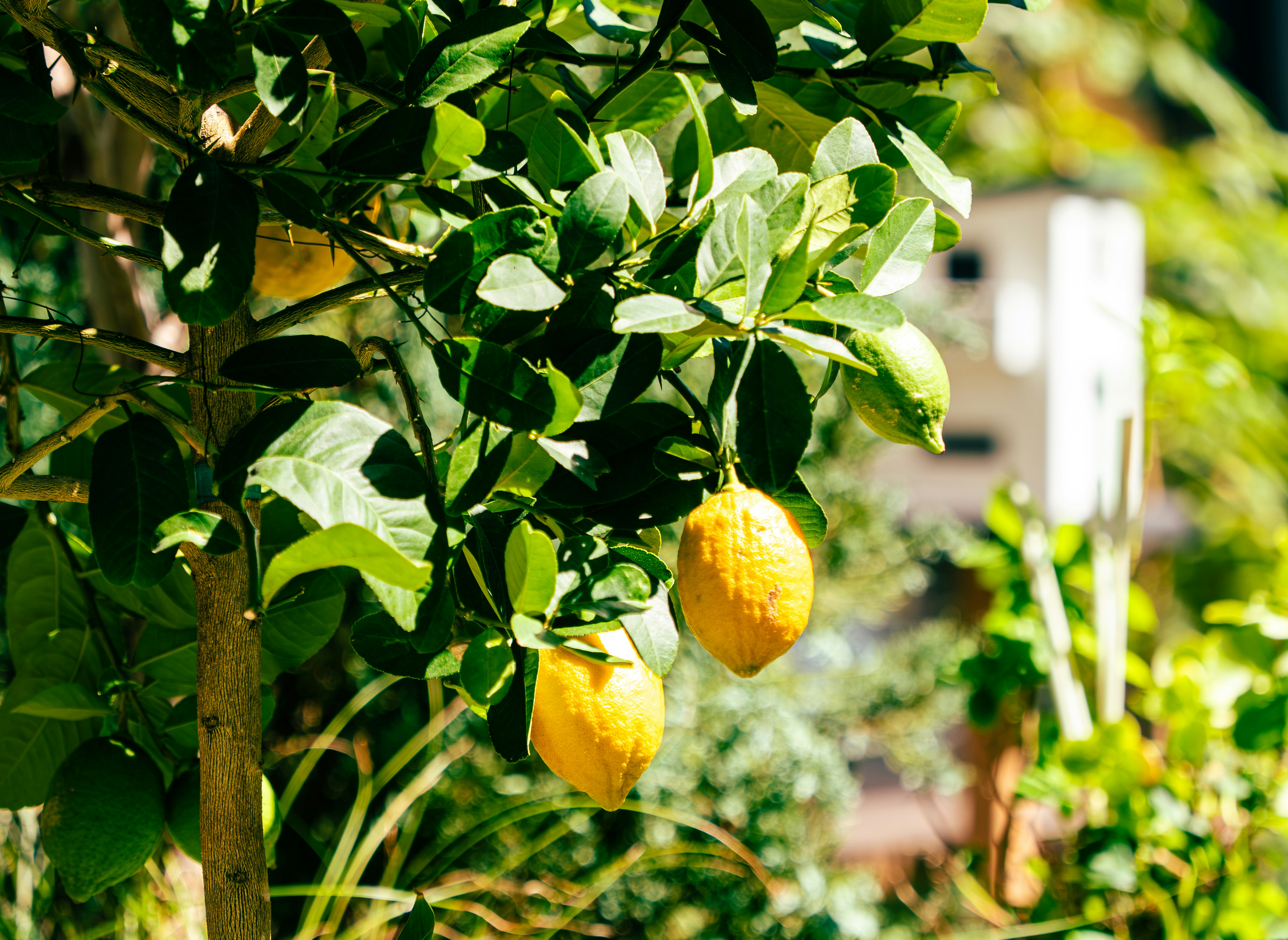 Golden Lemons in Dappled Spring Light