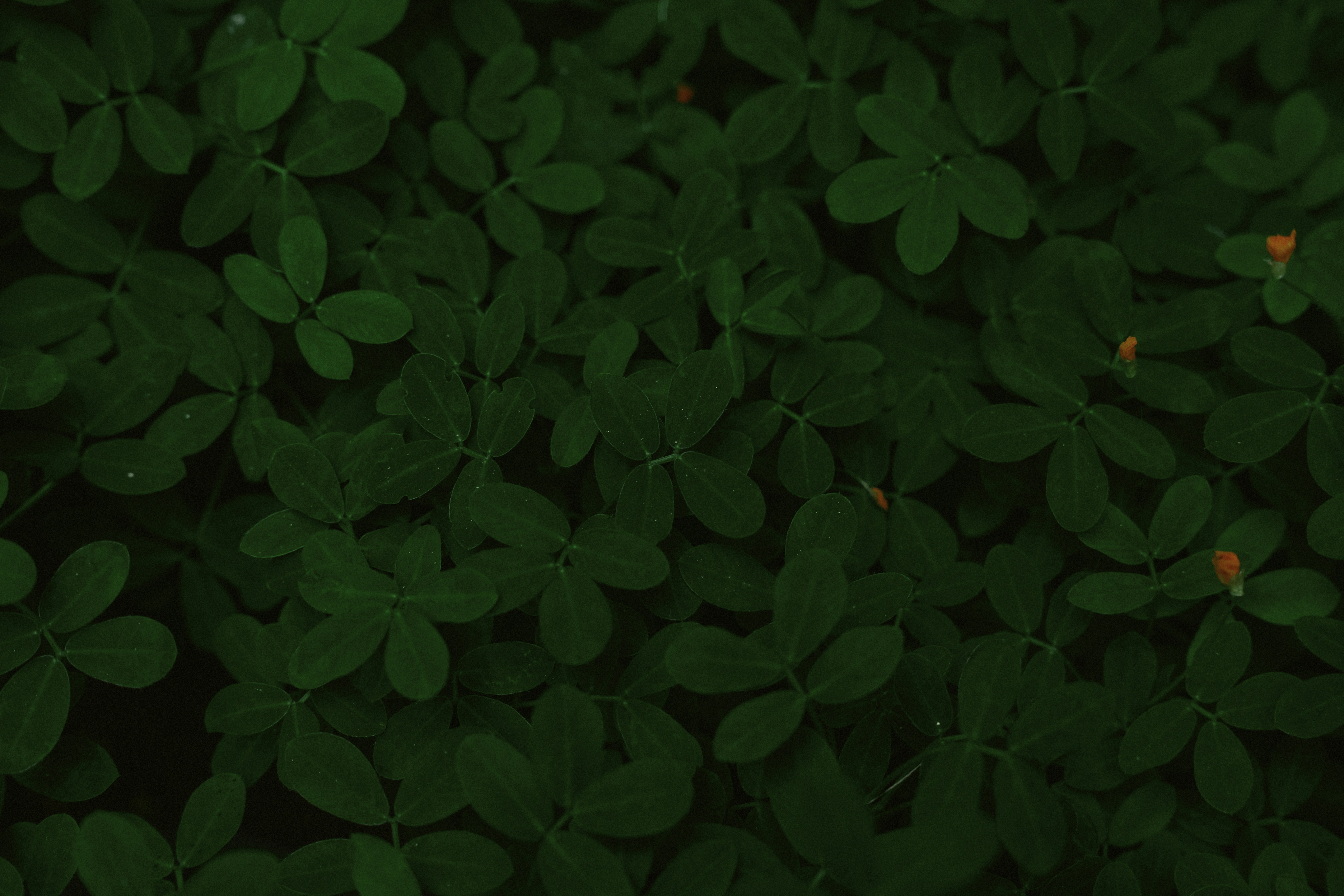 Shaded Clover Field: Deep Greens in Quiet Texture
