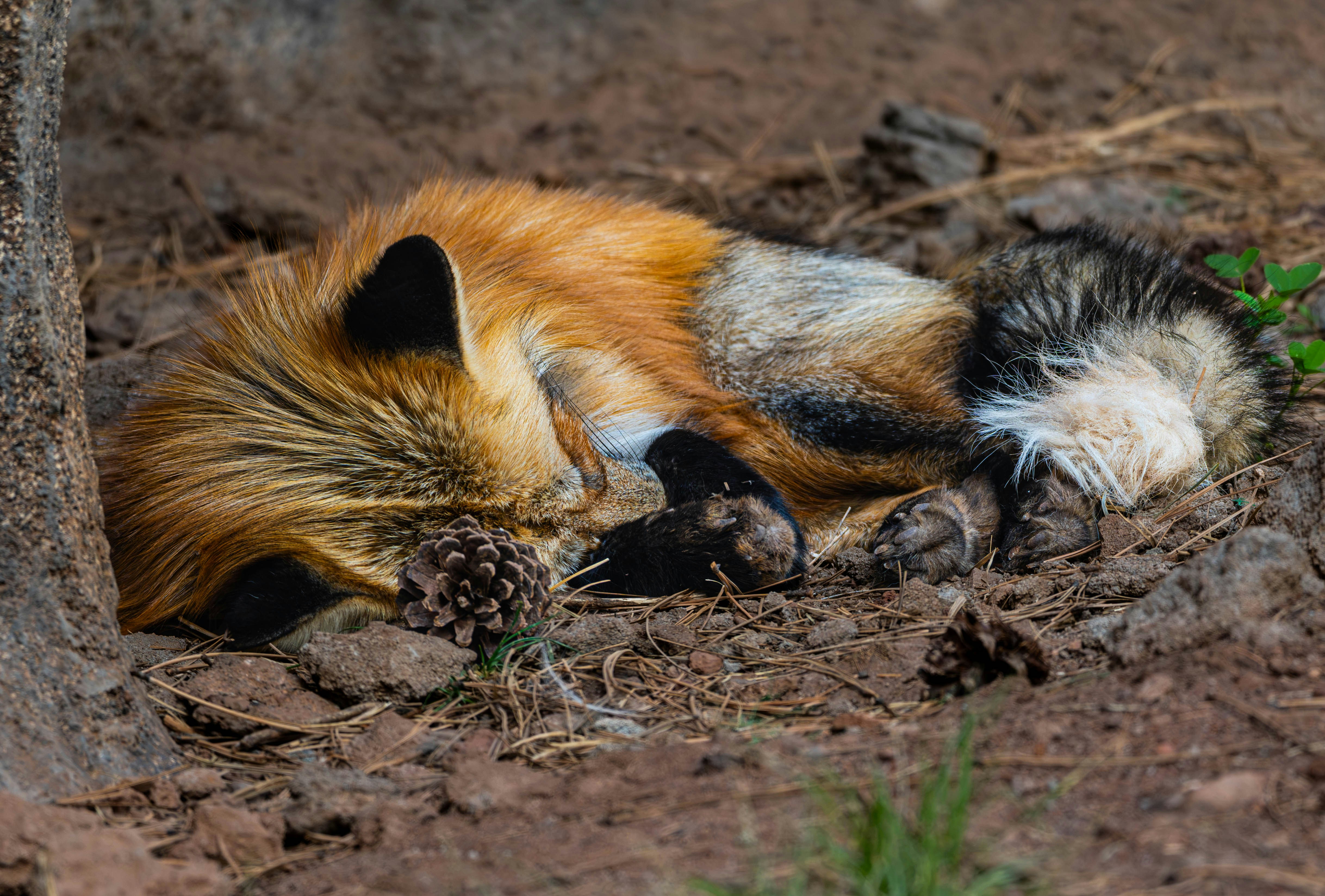 Slumbering Fox: Quiet repose under pine needles