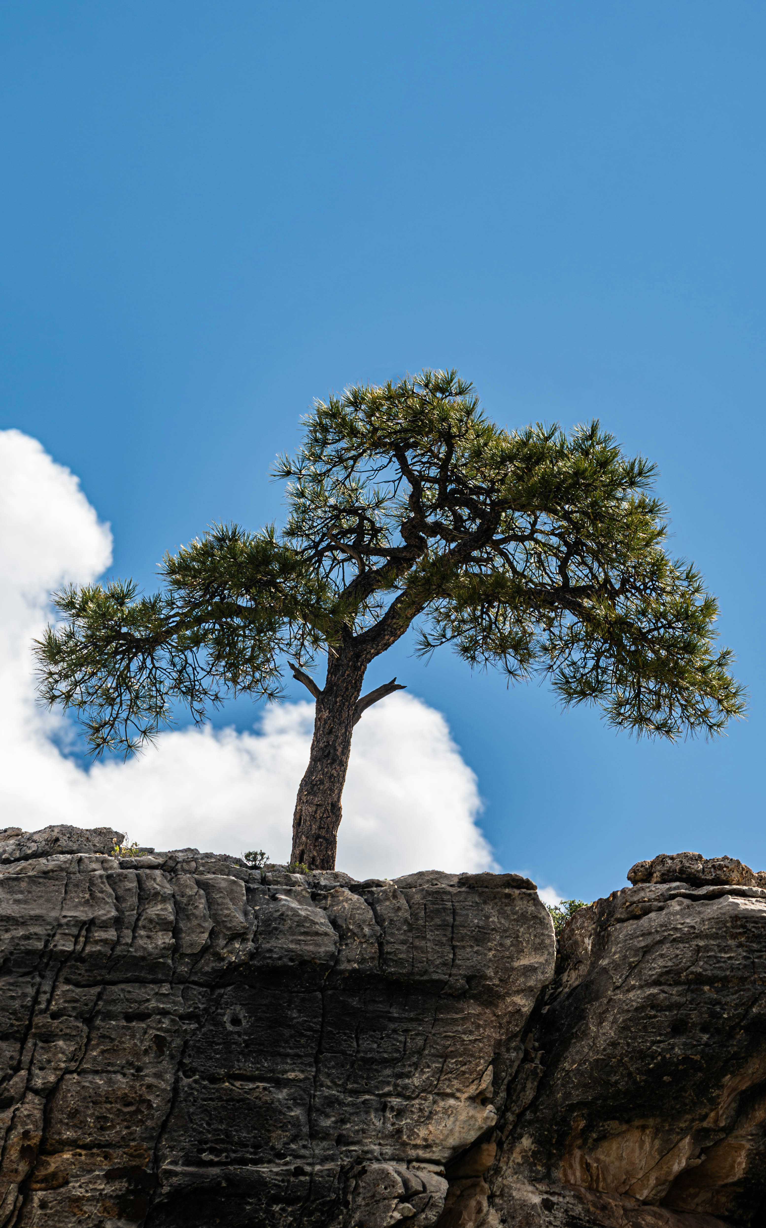 Stunted pine clings to a basalt cliff under a bright blue sky, silhouette framed by rugged geology. A solitary tree anchors the landscape, emphasizing resilience and scale.