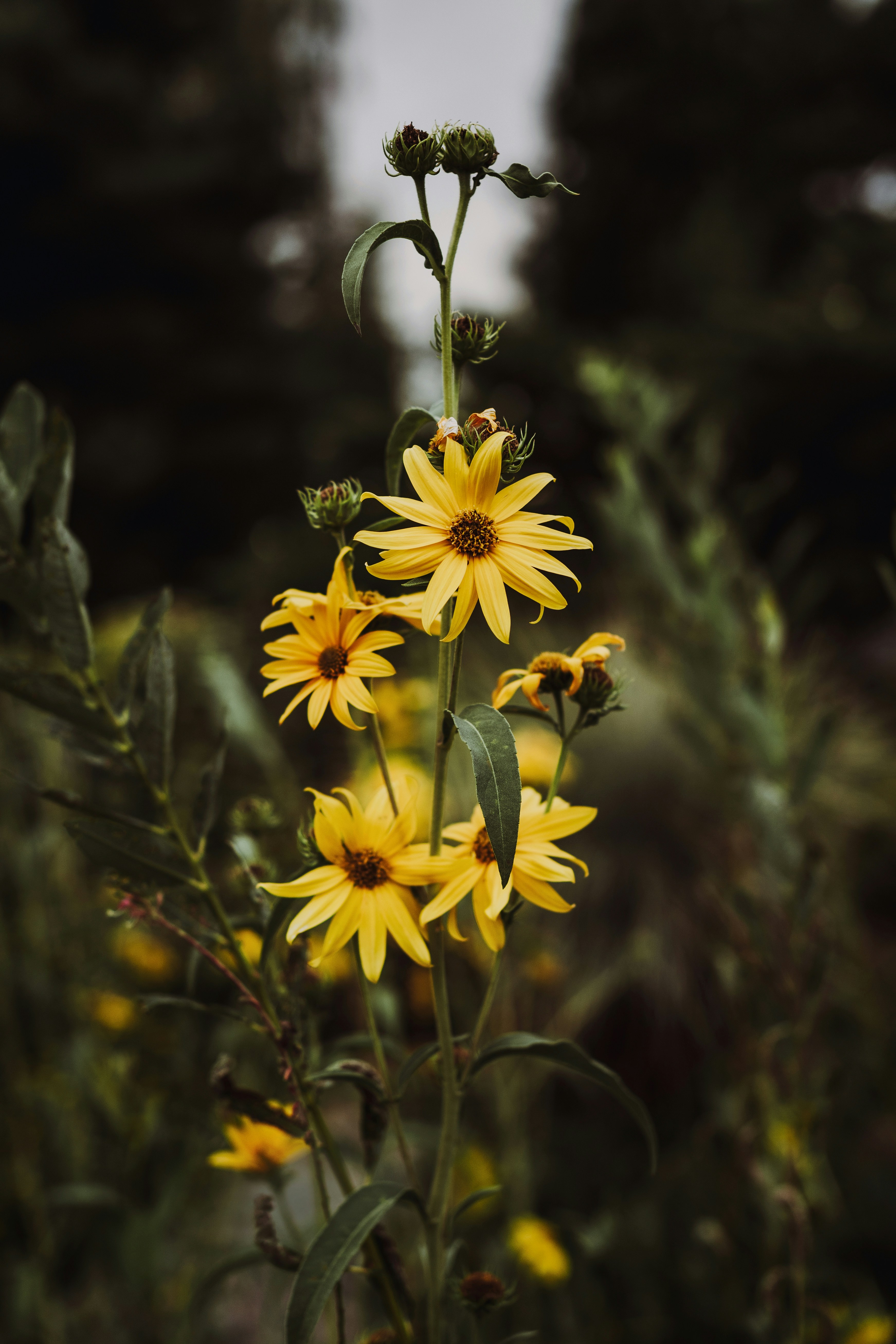 Sunlit Yellow Florals Reach for the Light