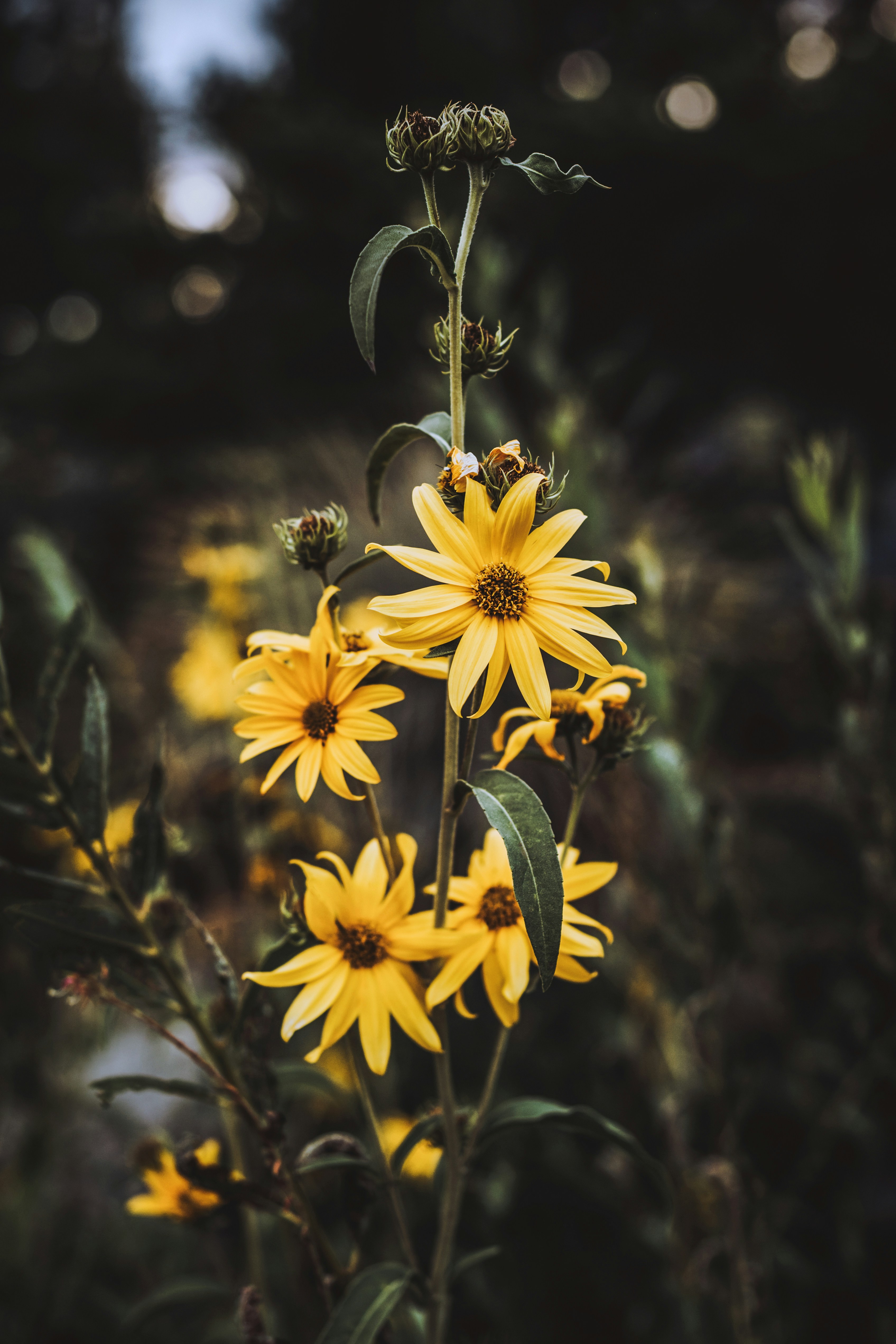 Golden Radiance: Sunflowers Crowned in Soft Evening Light