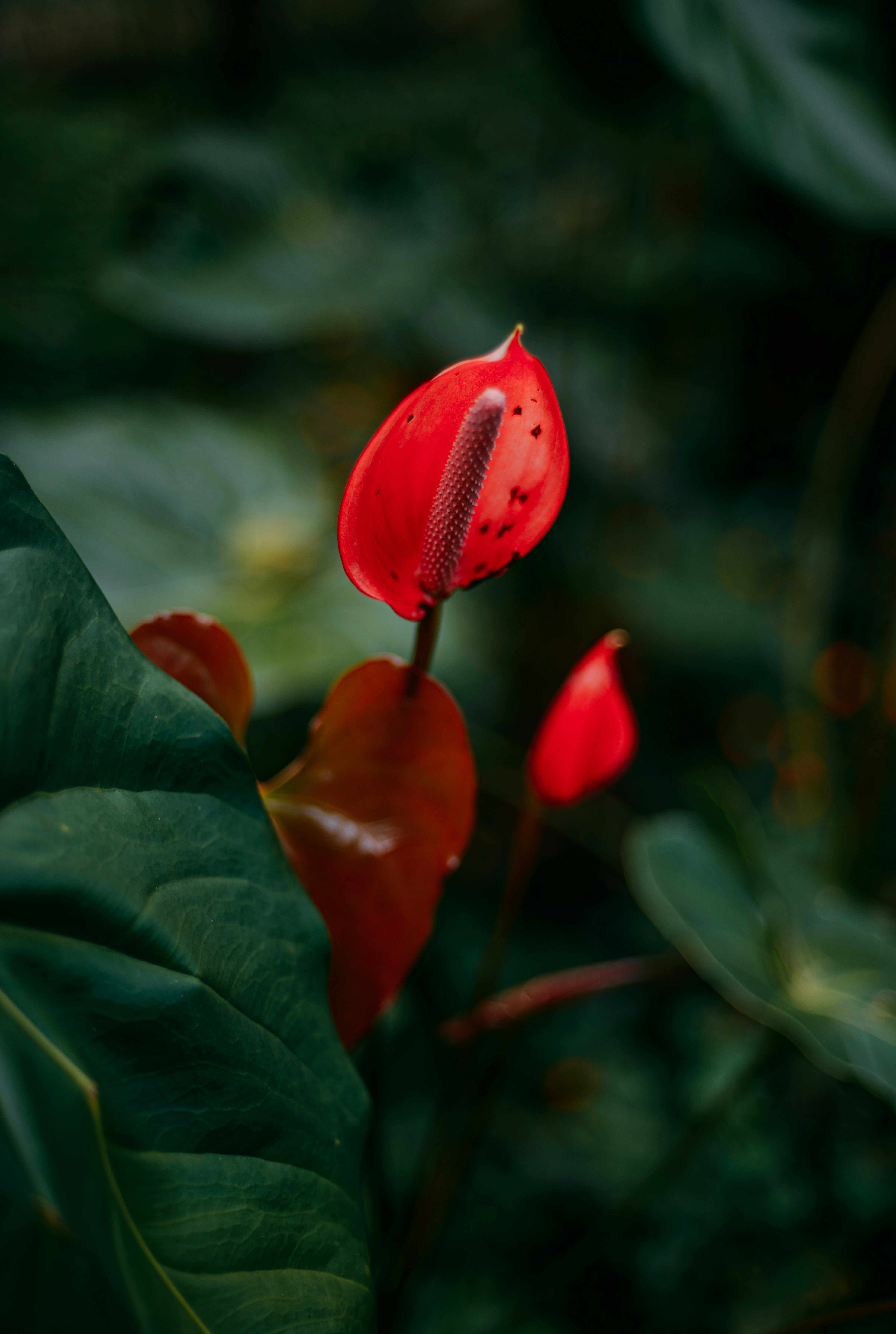 Crimson blossom rising through quiet green