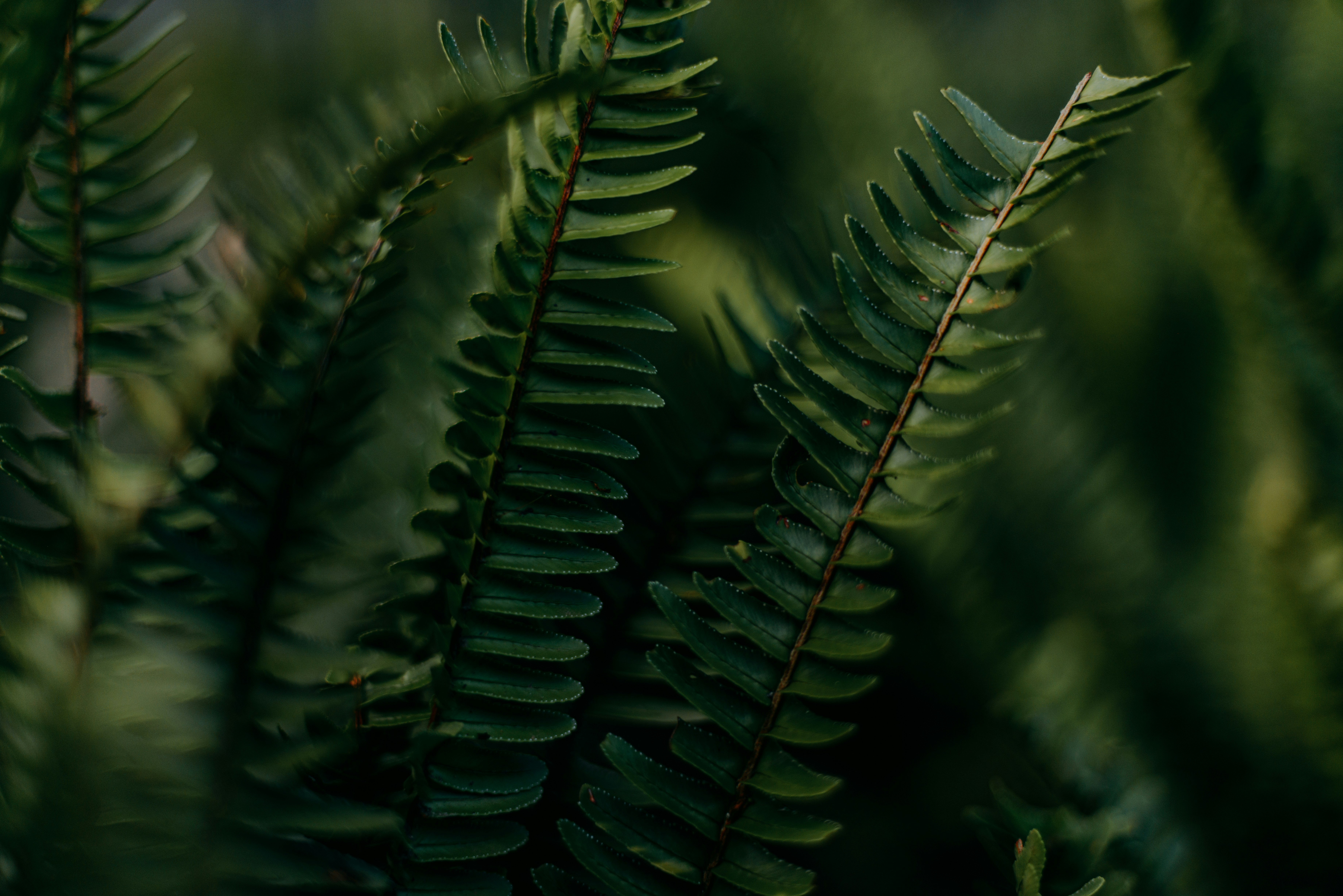 Close-up of lush fern fronds in a shadowy undergrowth, emphasizing texture and depth with a moody, natural palette.