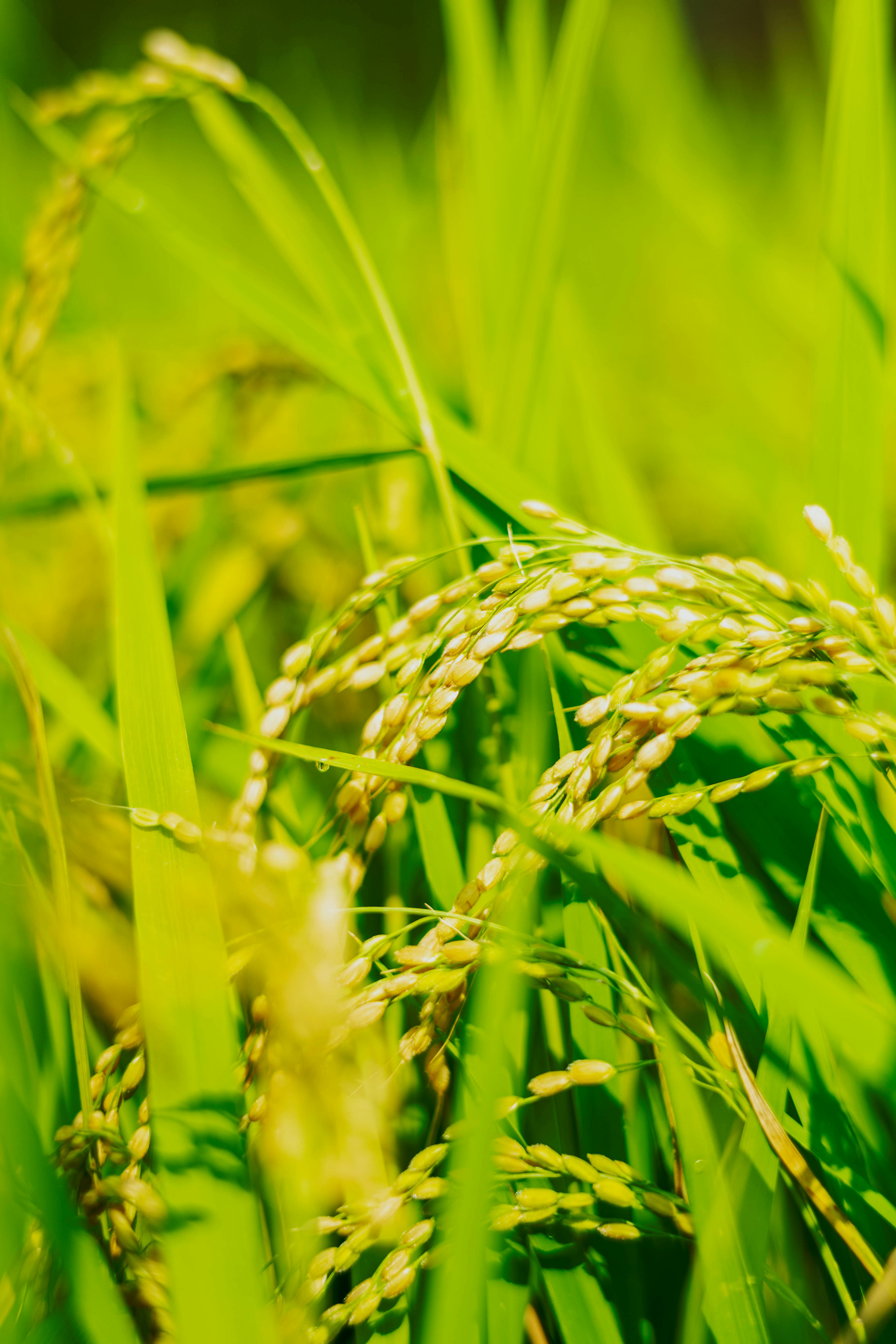 Golden Grain in a Sunlit Field: Close-Up of Dangling Rice Stalks