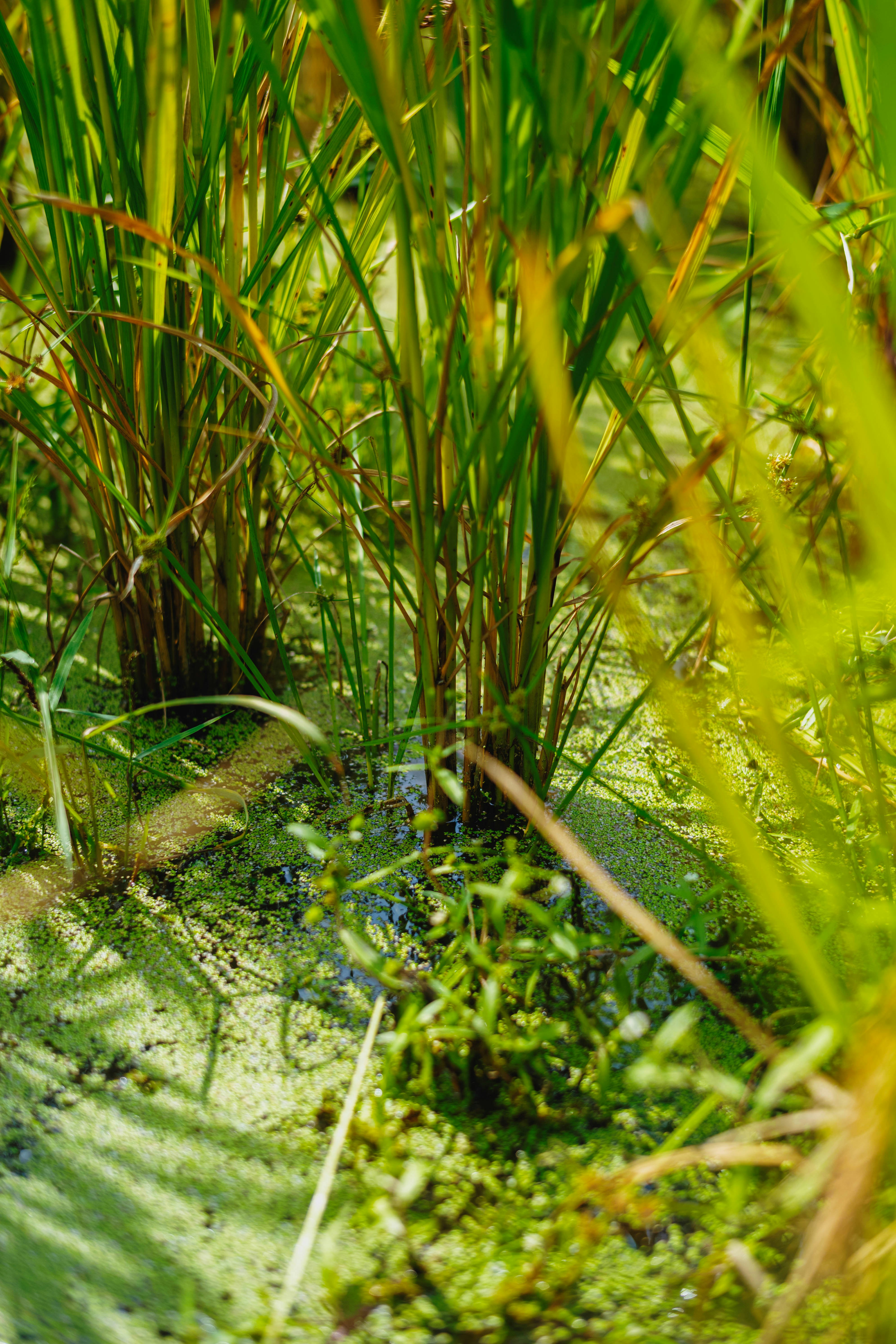 Emerald Shallows: Reeds and Moss in Morning Light