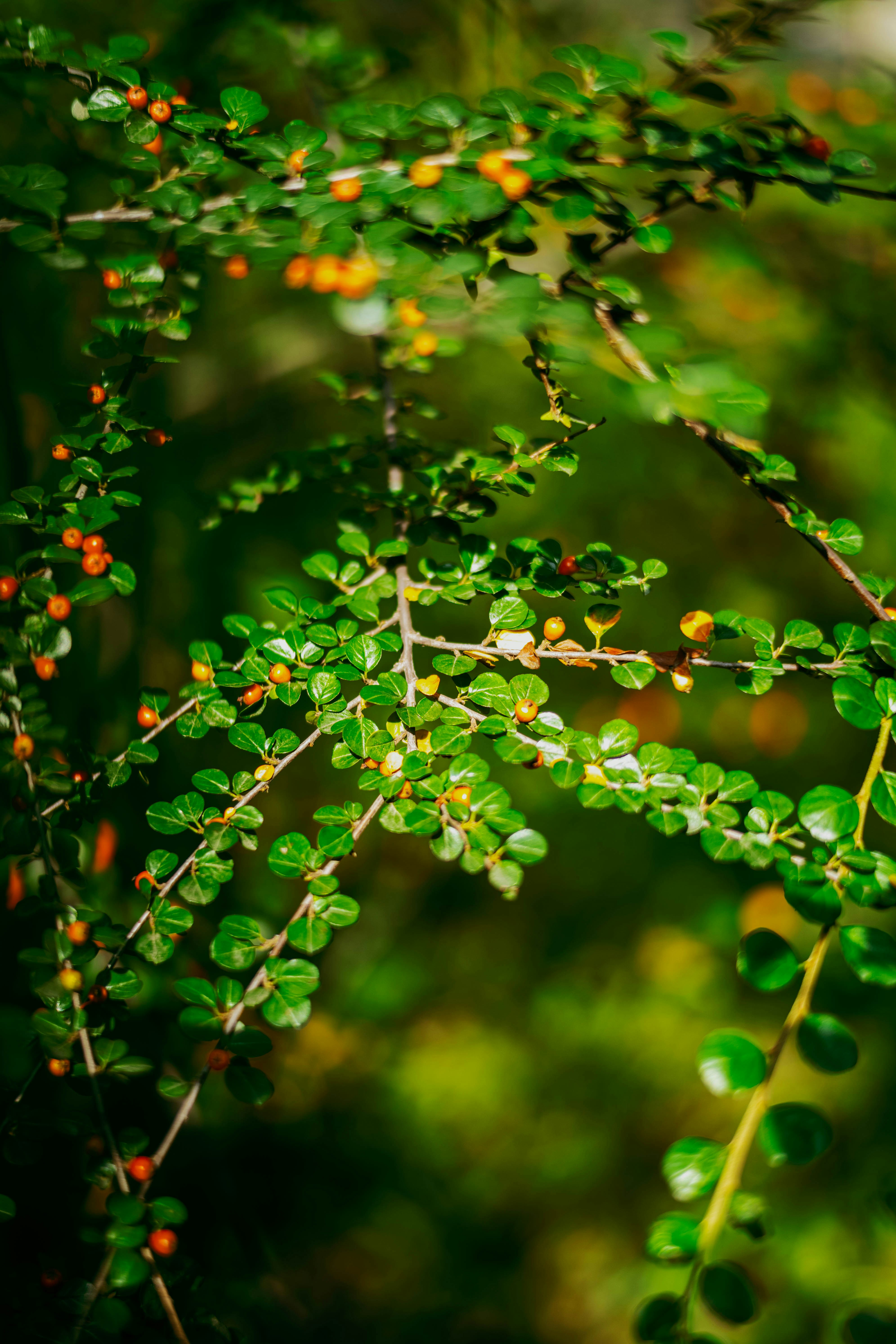 Branchy Blaise: Tiny Berries on a Sunlit Tangle