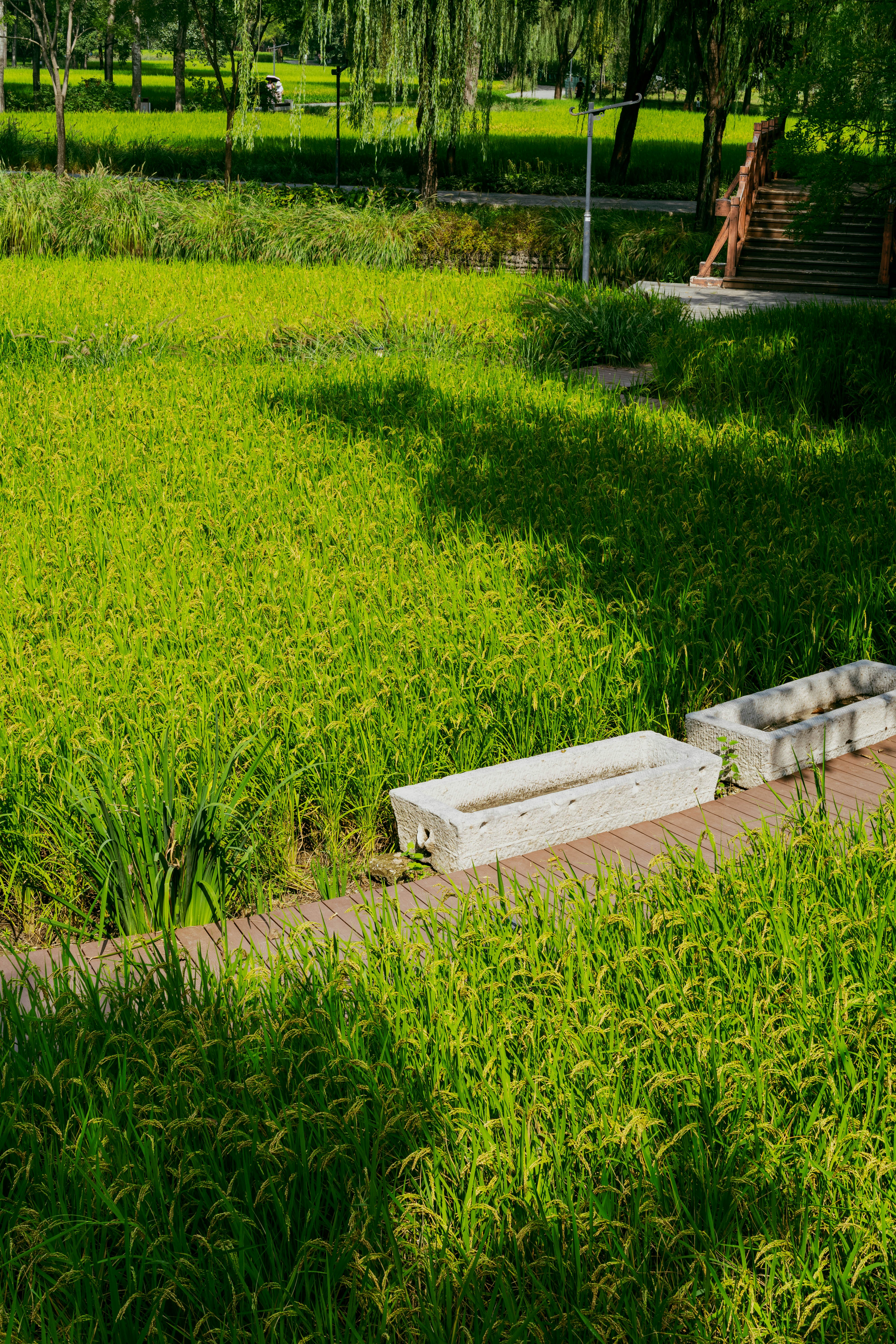 Sunlit Railway of Grass: A Quiet Park Scene
