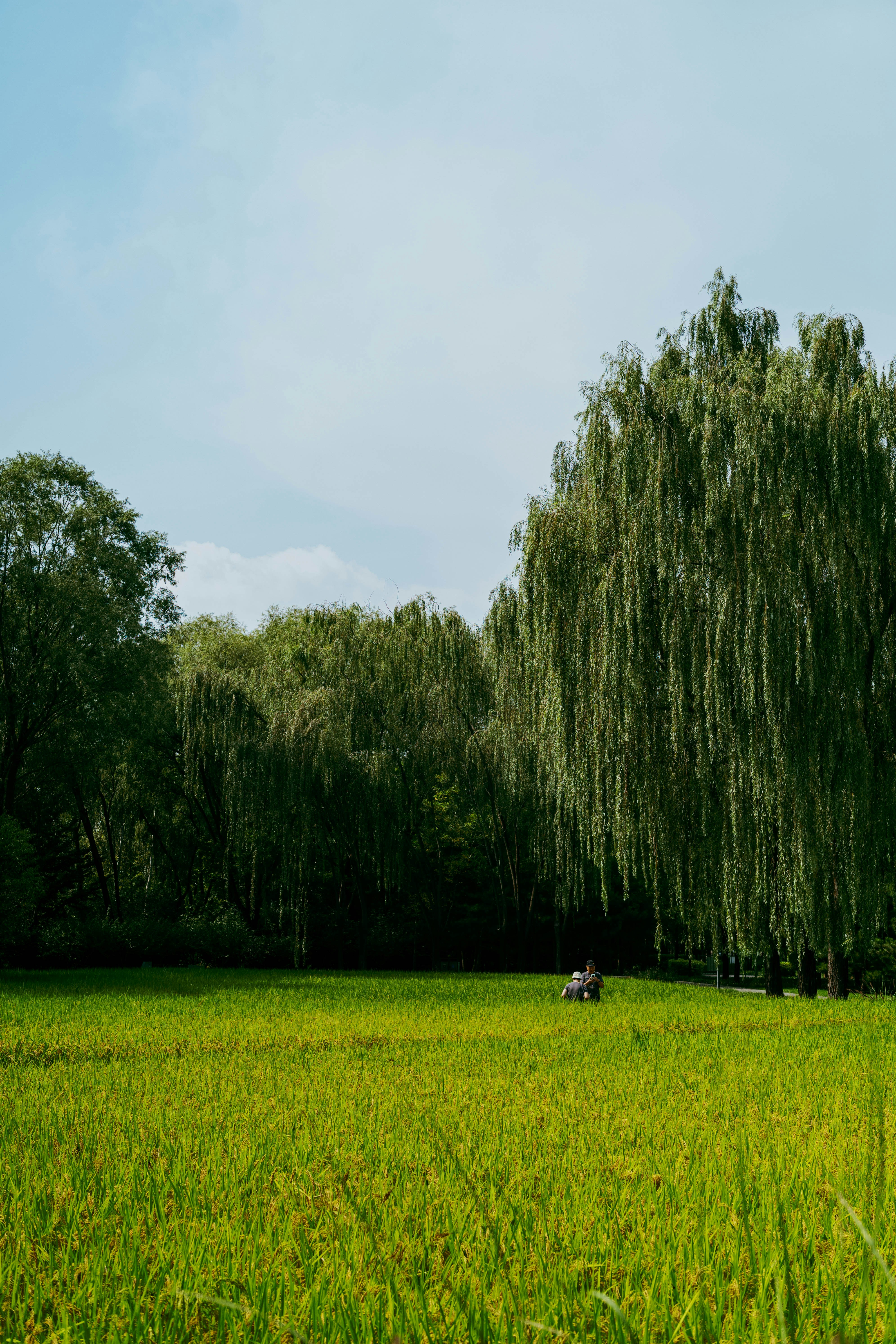 Sunlit Meadow Under the Drooping Trees