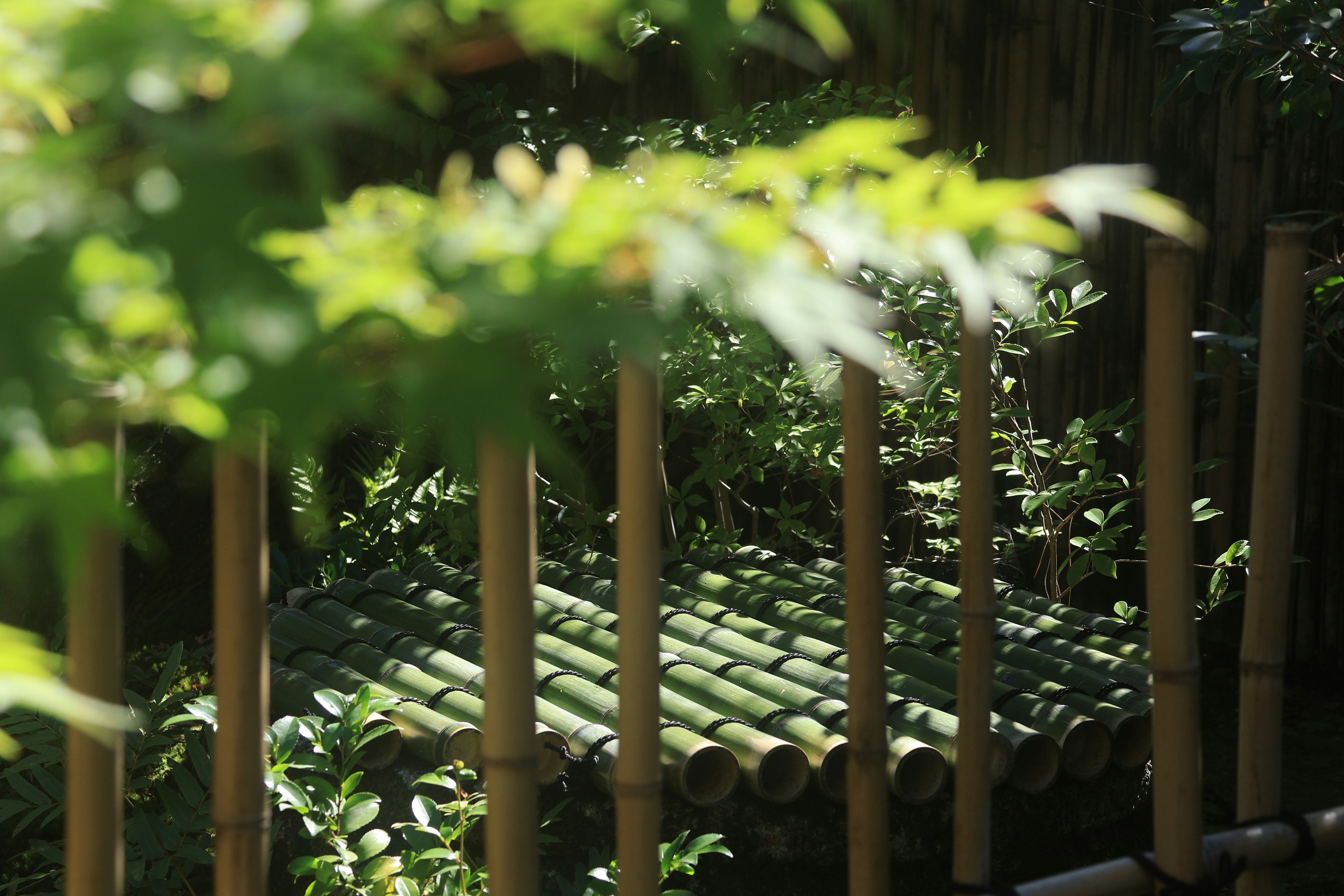 Bamboo Lattice and Sunlit Foliage Beyond a Quiet Garden Fence