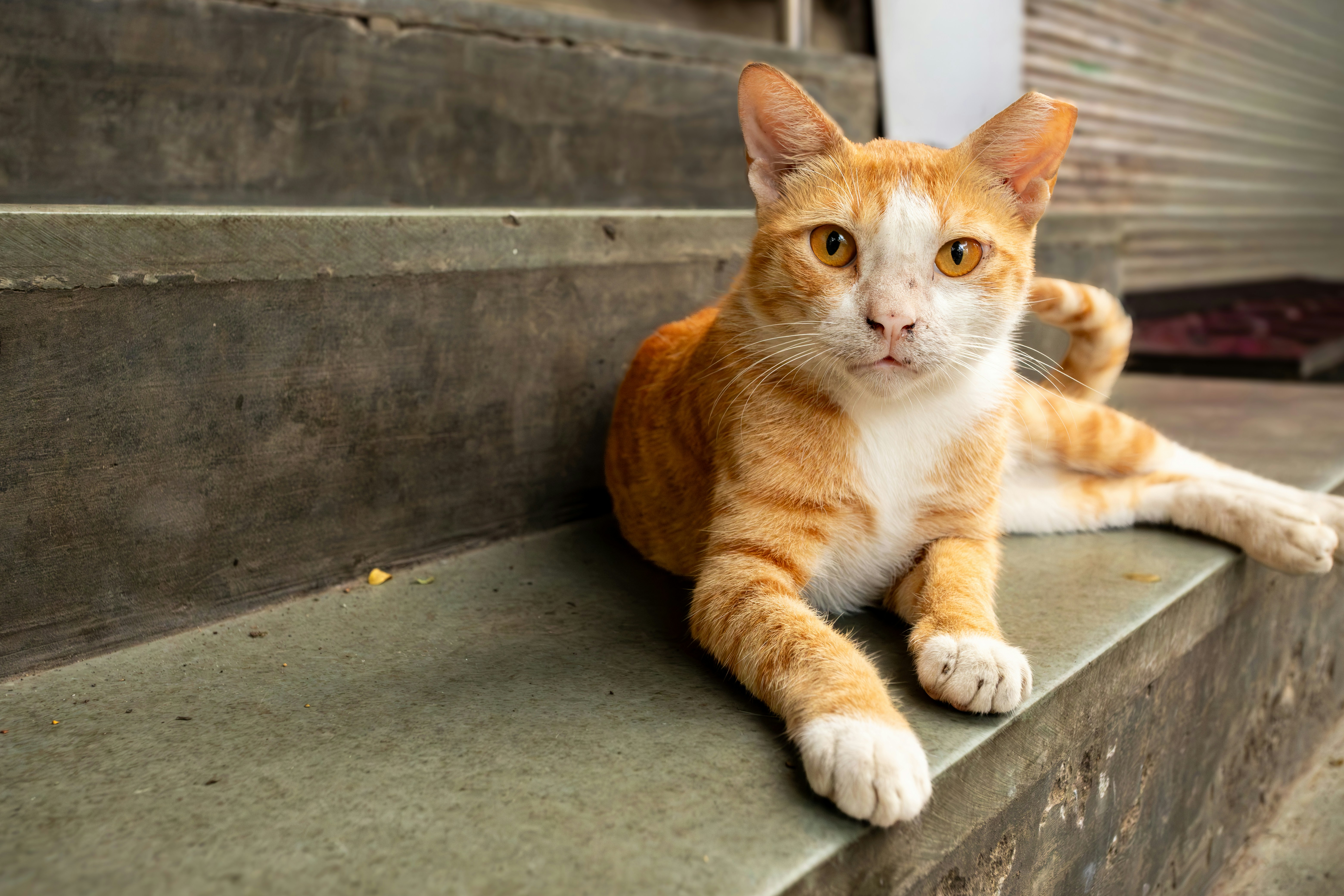 Orange Cat at Ease on Weathered Steps