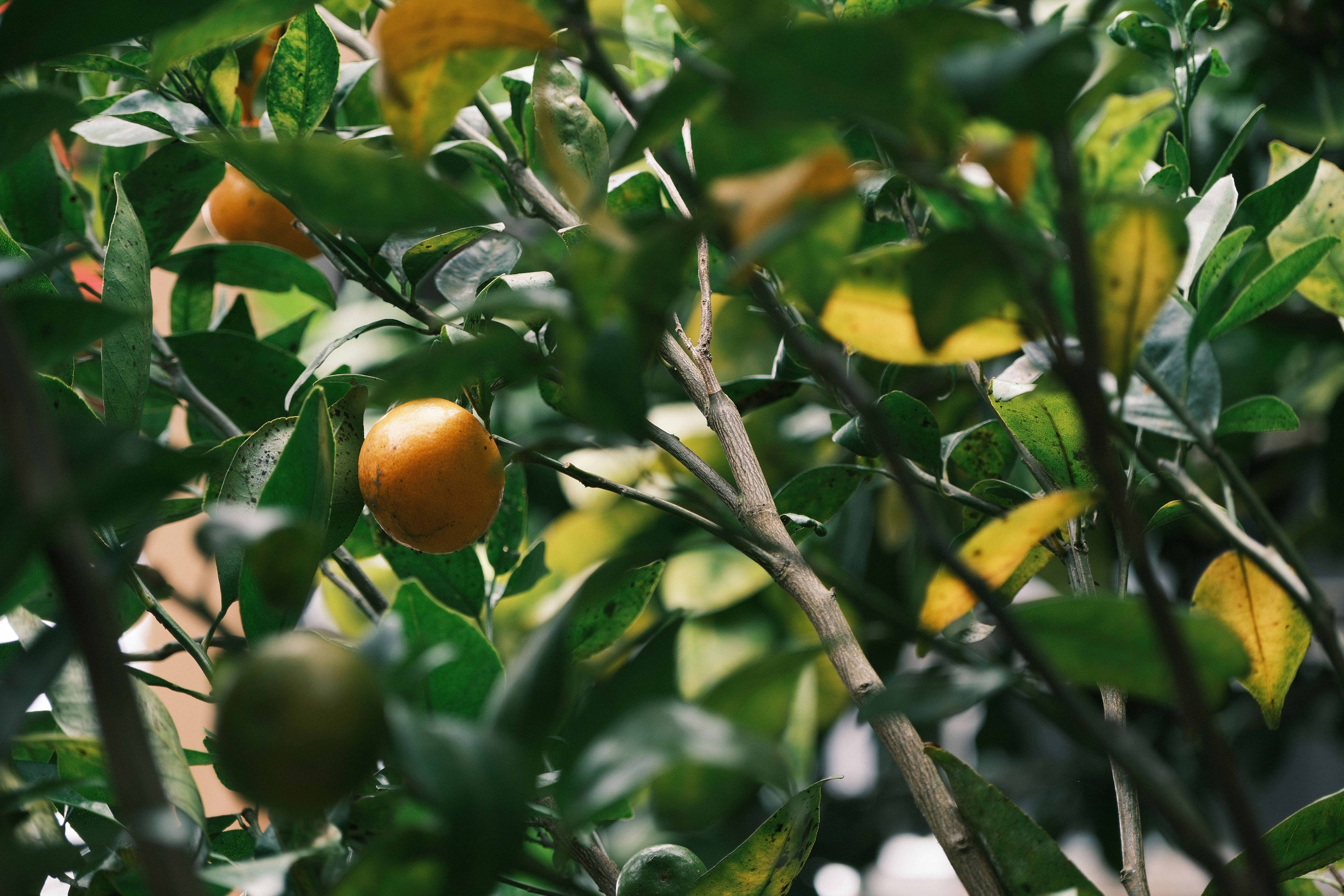 Orange on a Quiet Branch