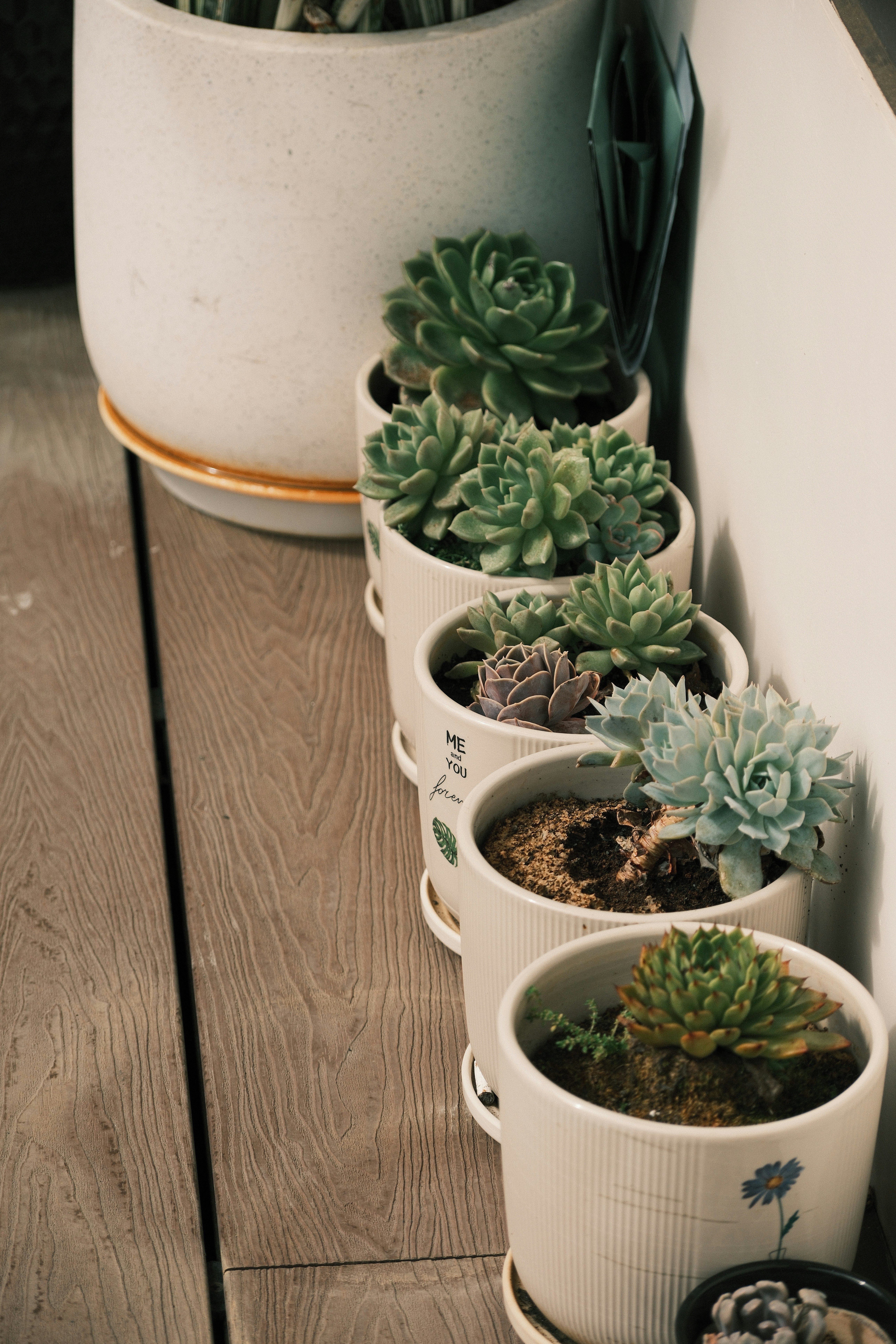 Succulent staircase: a row of potted greens on a wooden deck