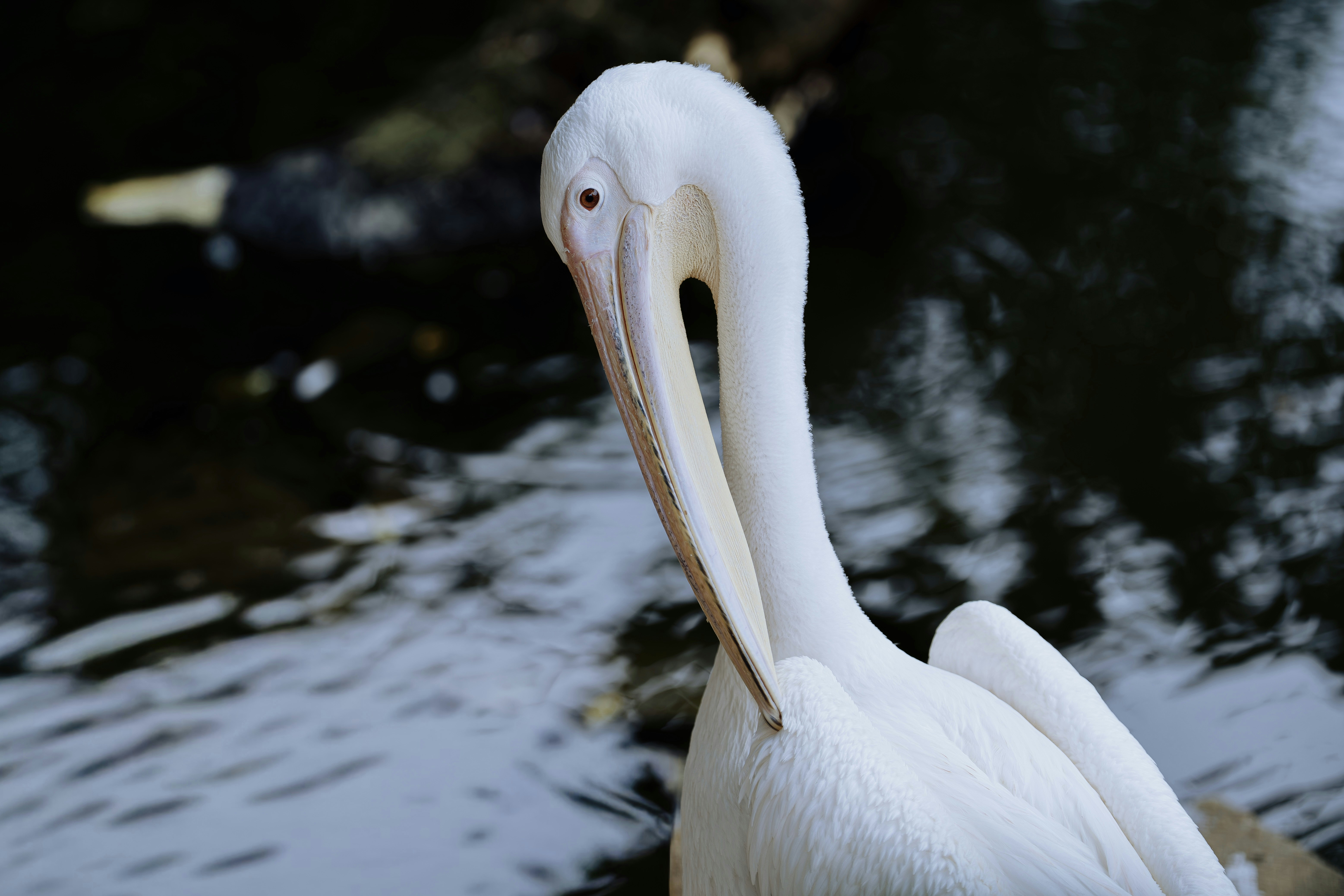 Elegant Curvature: Close Portrait of a Pelican by the Rippling Water