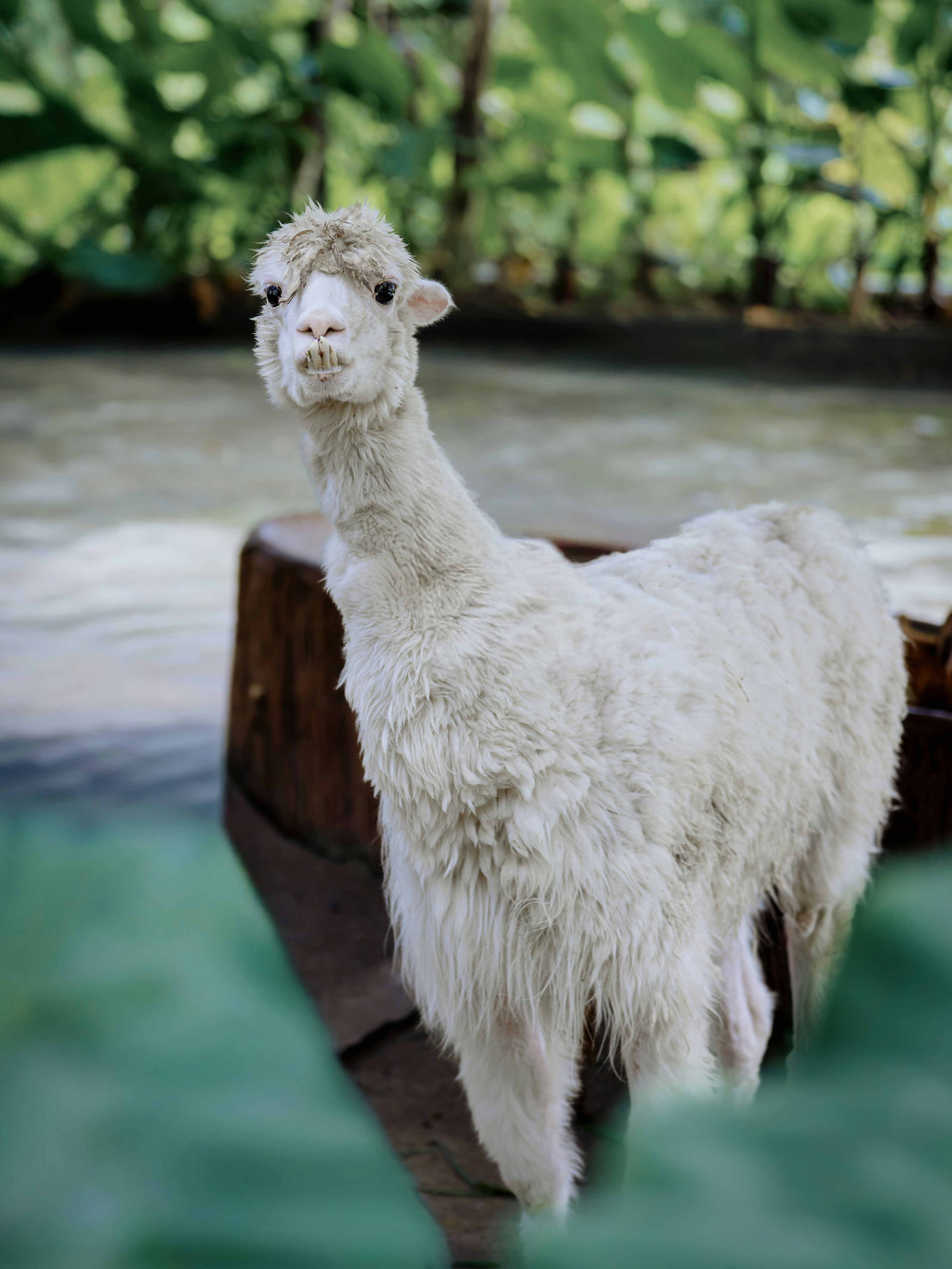 Alpaca Portrait by the Pond: Curious Gaze in Soft Light